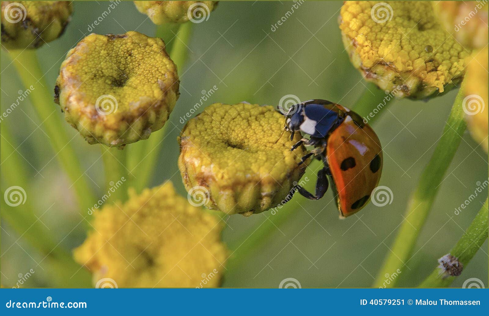 Ladybug stock image. Image of macro, flower, insect, spring - 40579251