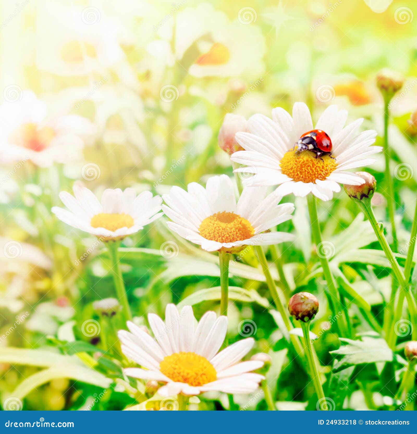 Ladybug Flower Hopper stock photo. Image of background - 24933218