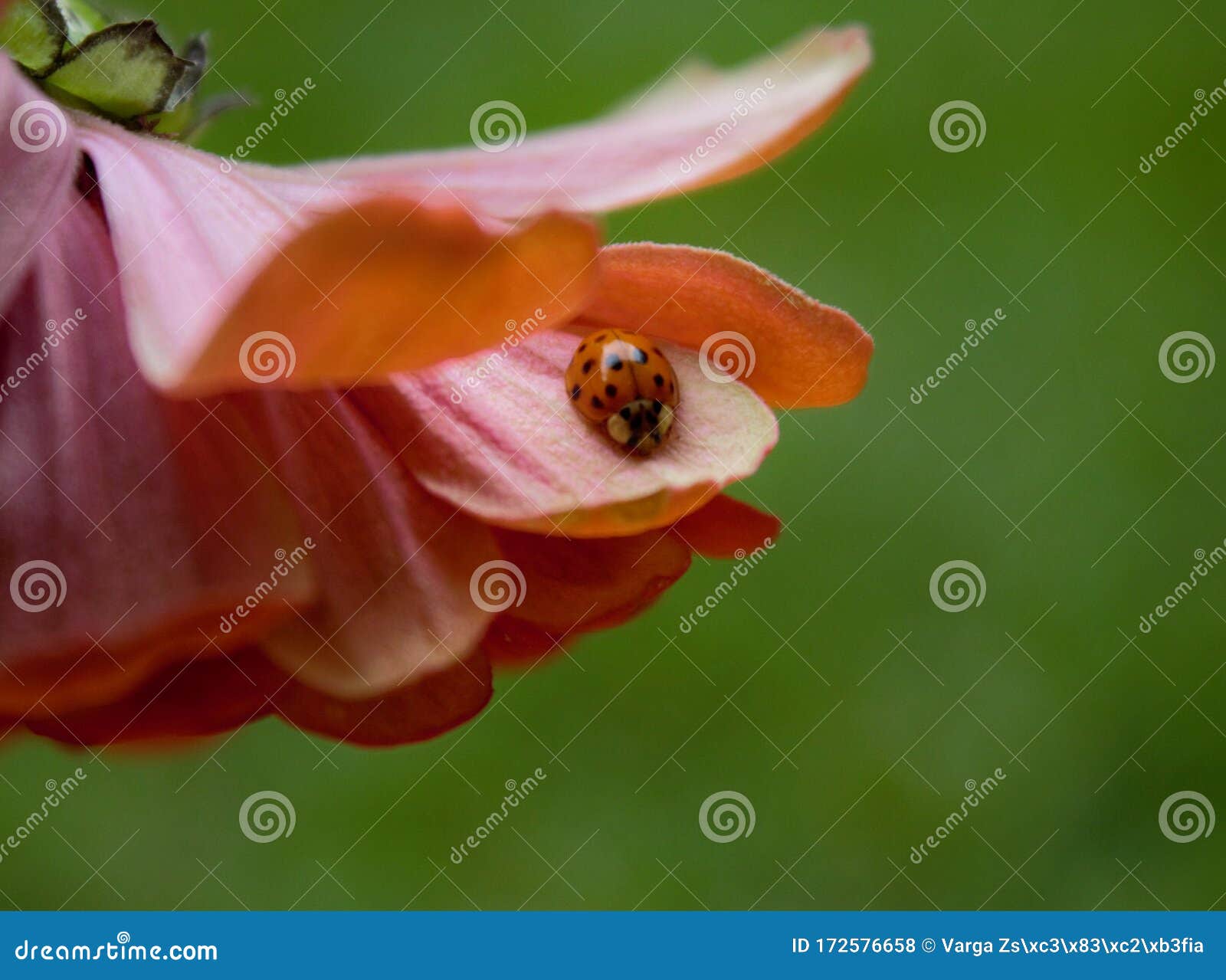 Ladybug stock photo. Image of flower, macro, insect - 172576658