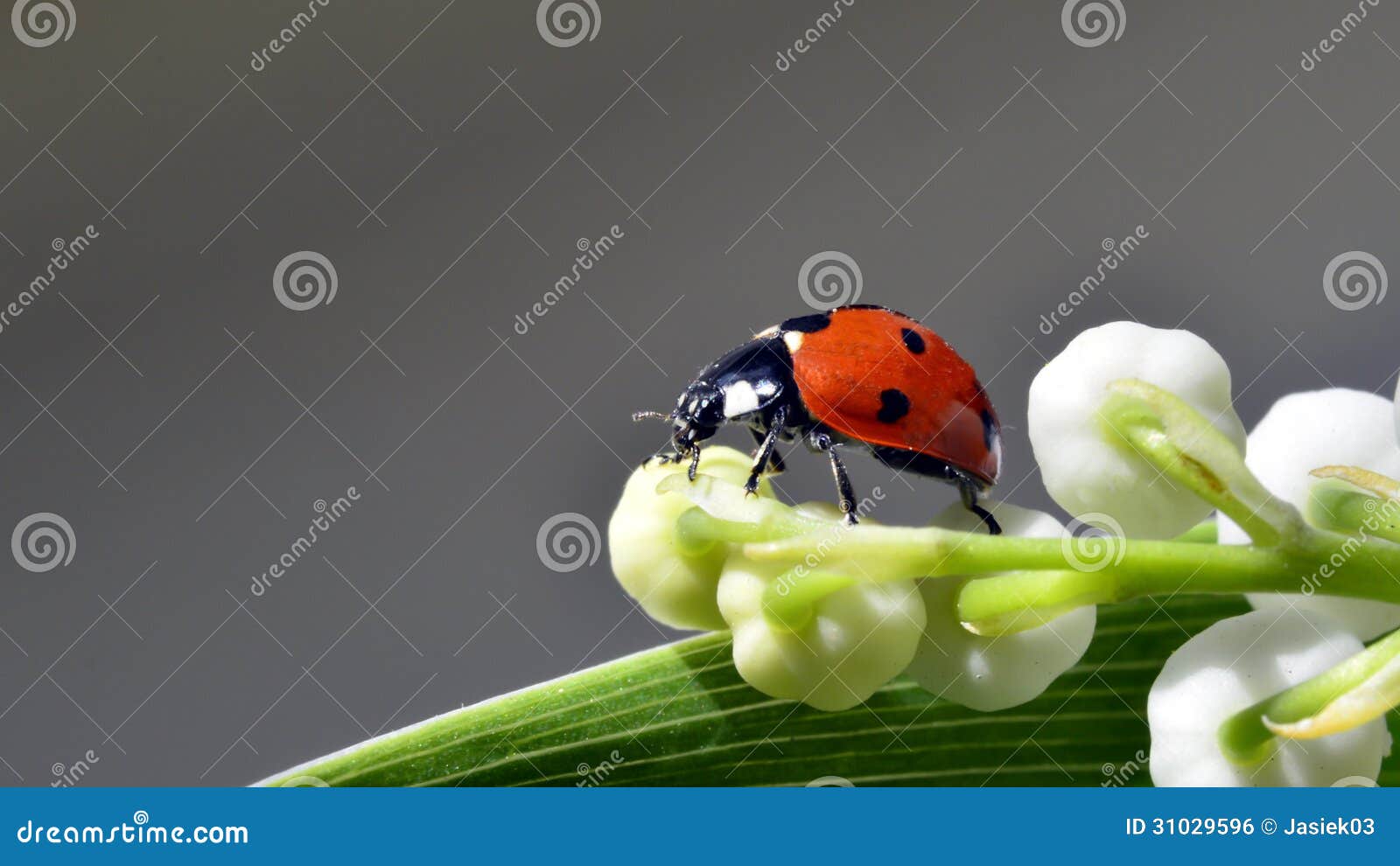 Ladybug stock photo. Image of summer, beauty, biology - 31029596