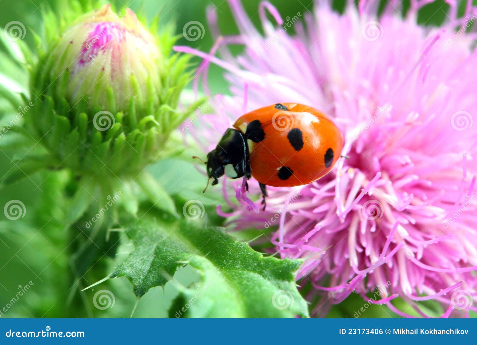 Ladybug on flower macro stock photo. Image of leaf, flower - 23173406
