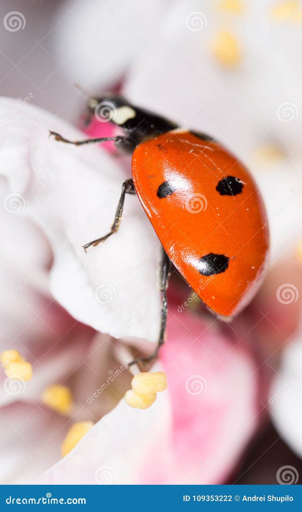 Ladybug on a flower. macro stock photo. Image of plant - 109353222