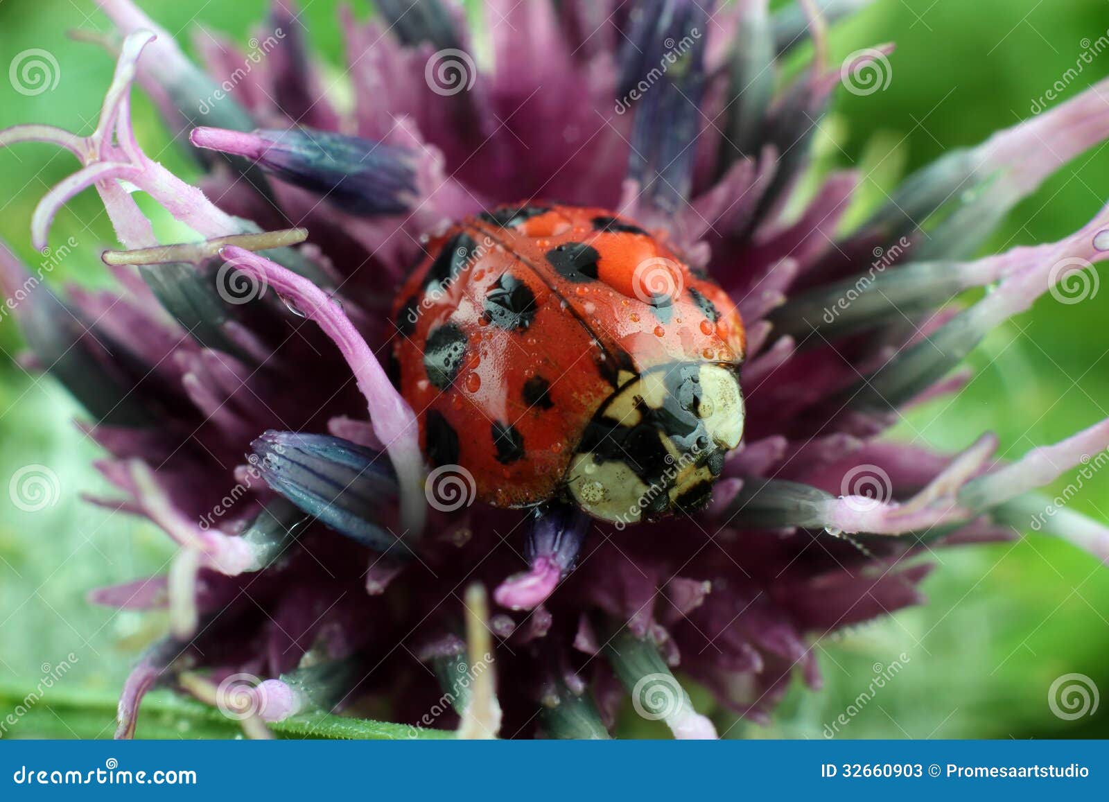 Ladybug on Flower. Macro Photography Stock Image - Image of ...