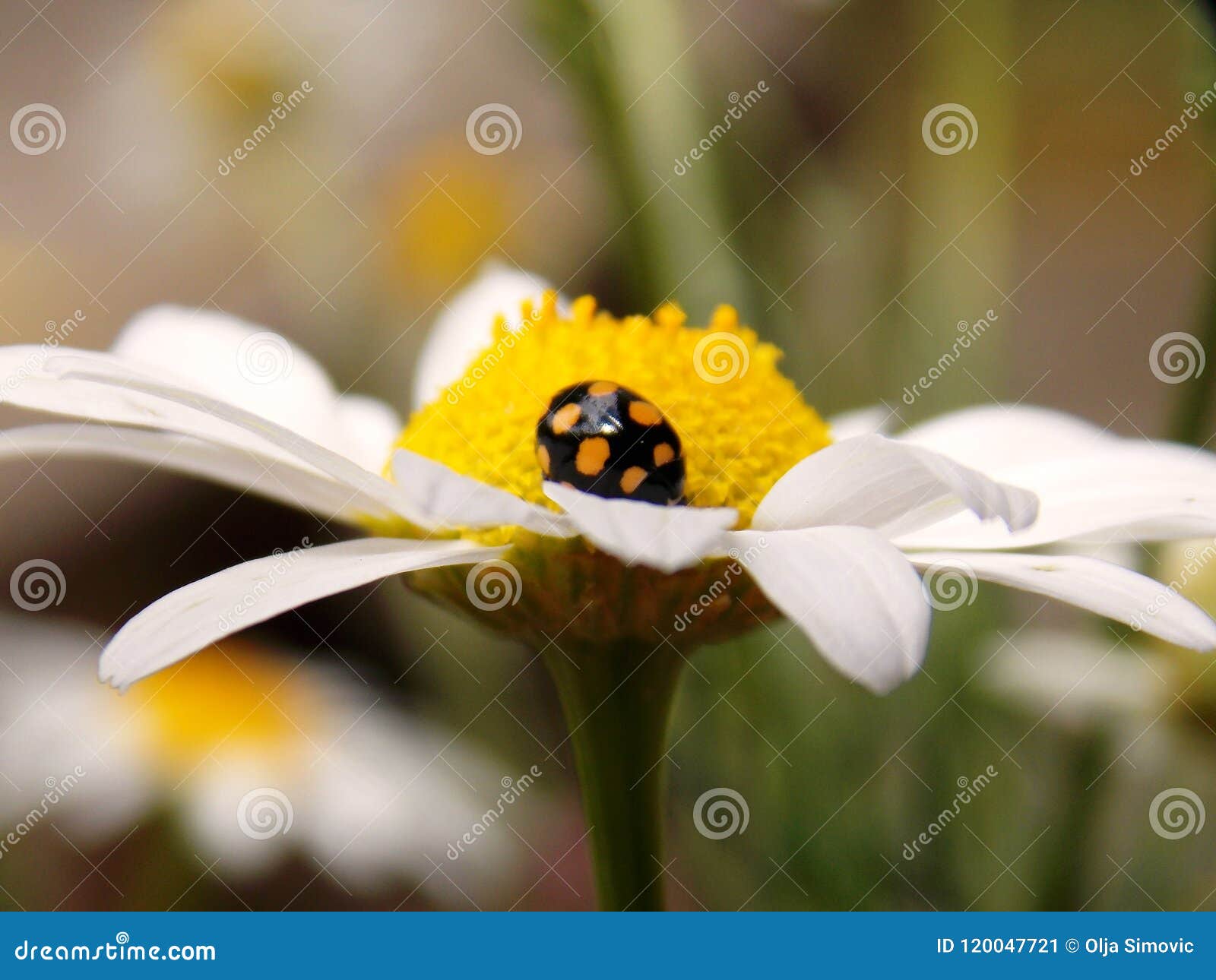 Ladybug on a flower stock image. Image of beetle, flower - 120047721