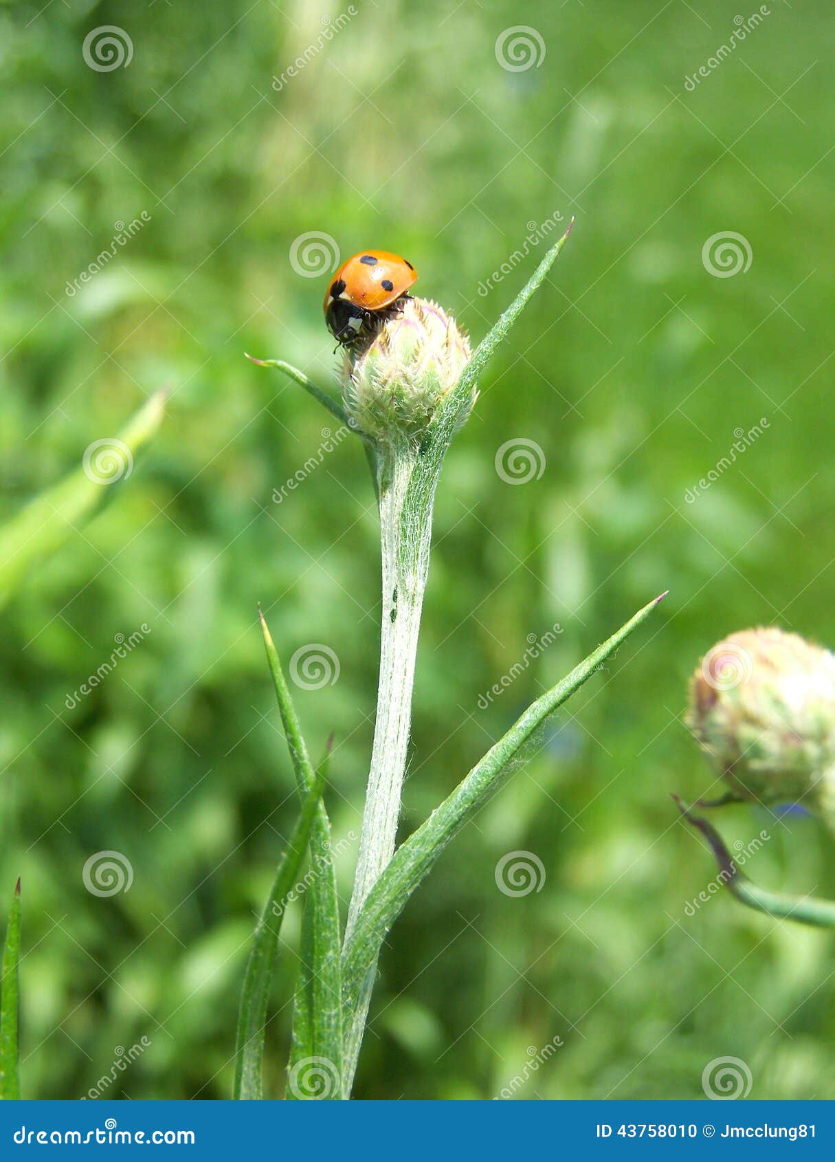 Ladybug on flower stock photo. Image of bloom, greenery - 43758010