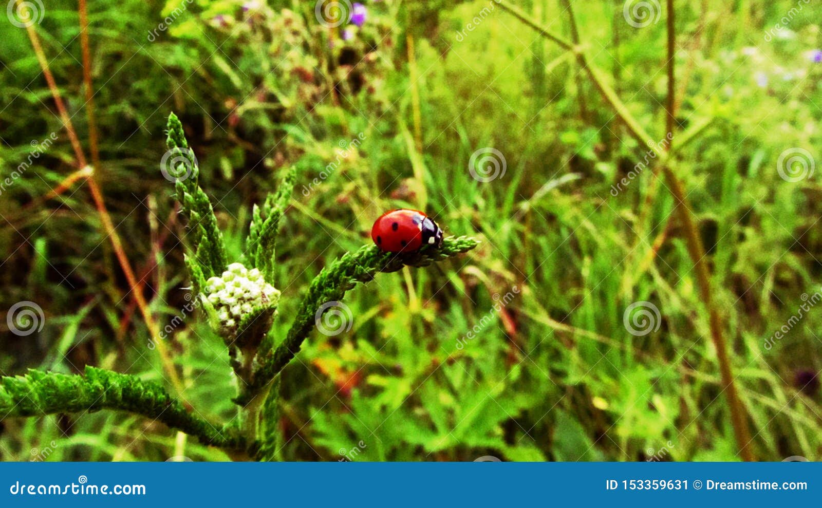 Ladybug on the flower stock image. Image of green, sitting - 153359631