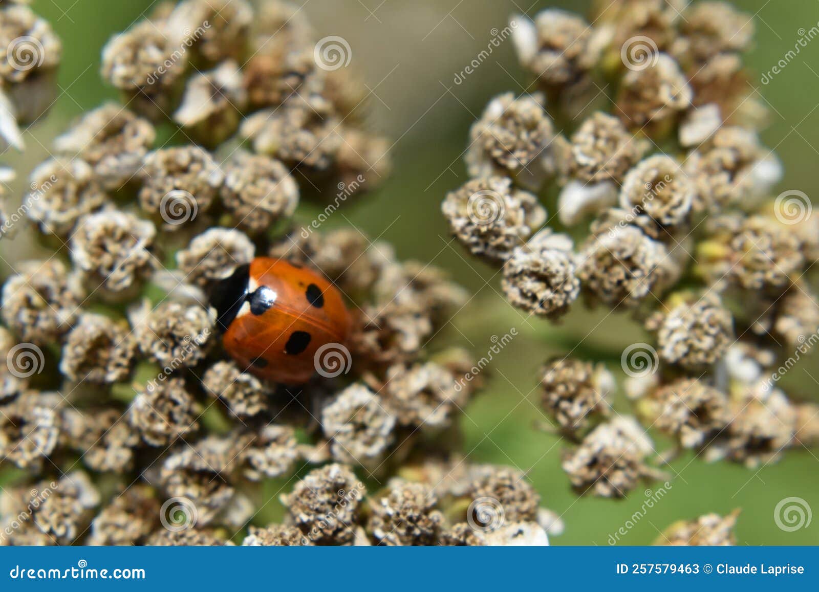 A ladybug on a flower stock image. Image of animal, honeybee - 257579463
