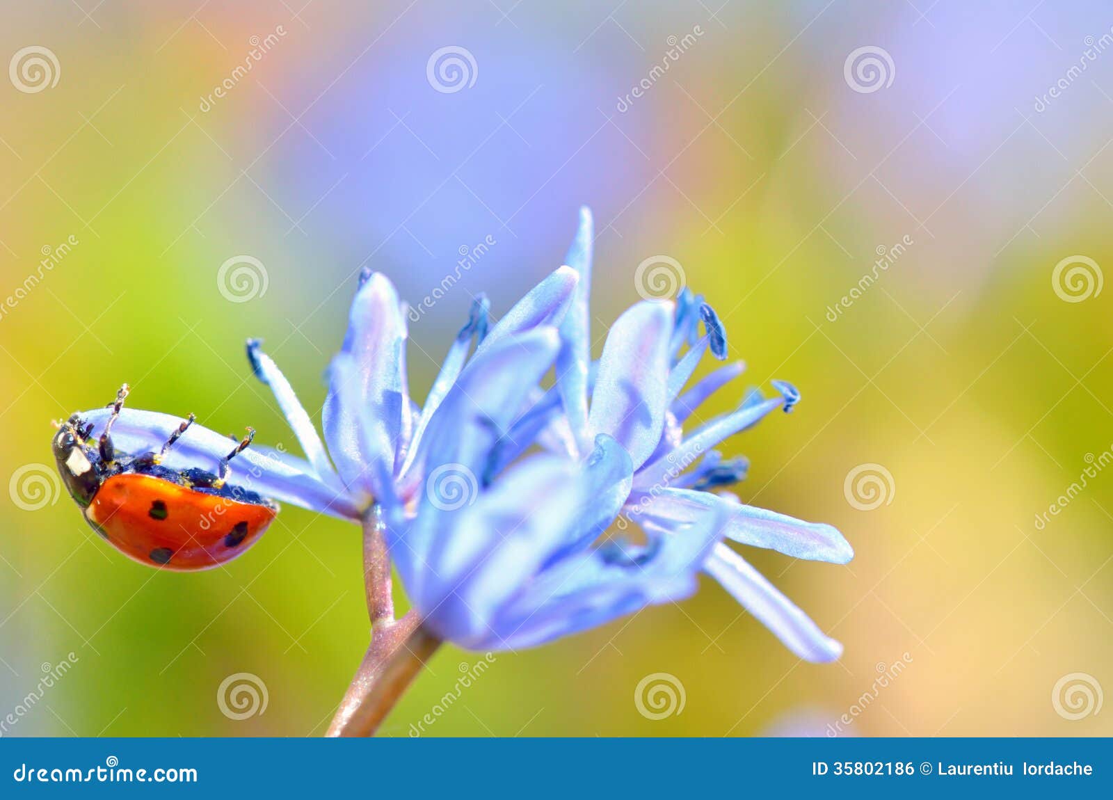 Ladybug on flower stock photo. Image of blossom, campanula - 35802186