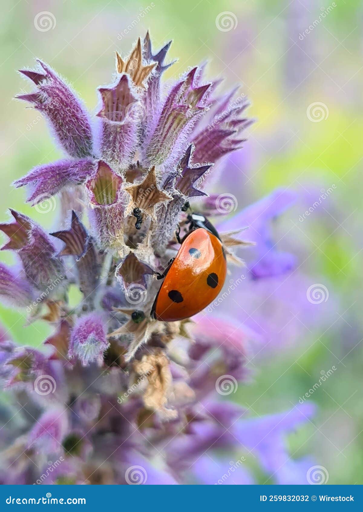 Ladybug on a Flowering, Purple Catmint, Vertical, Close-up Stock Photo ...