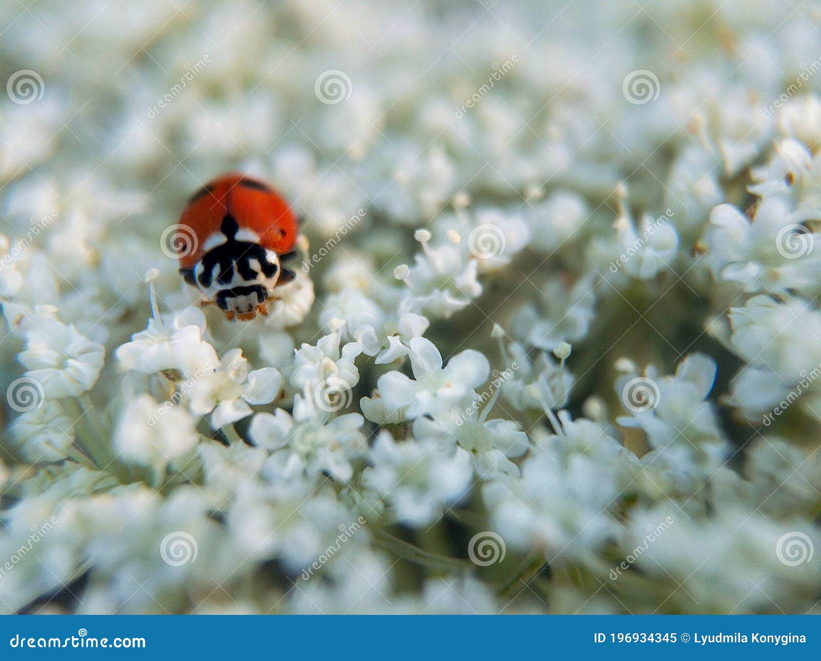 Ladybug on flowers stock image. Image of emicro, nemicro - 196934345