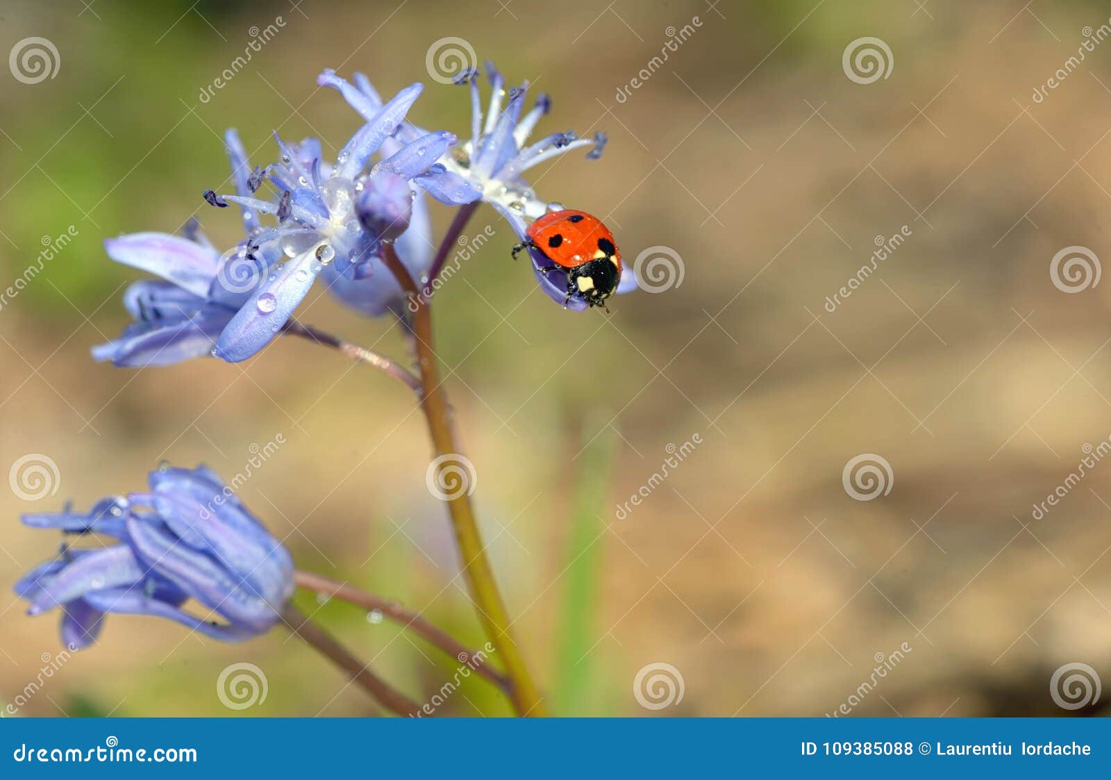 Ladybug on Flowers in Springr Time Stock Photo - Image of freshness ...