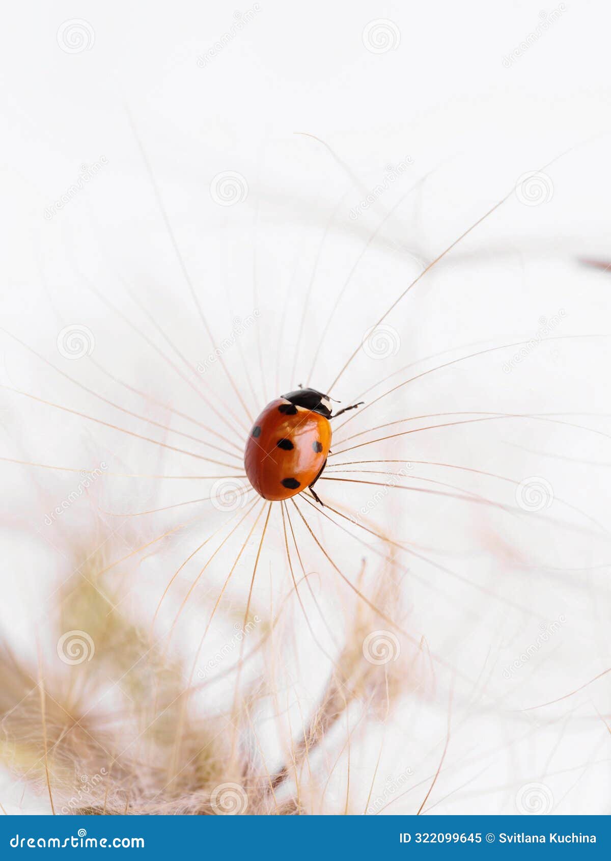 Ladybug on Fluffy Dandelion on White Background Stock Image - Image of ...