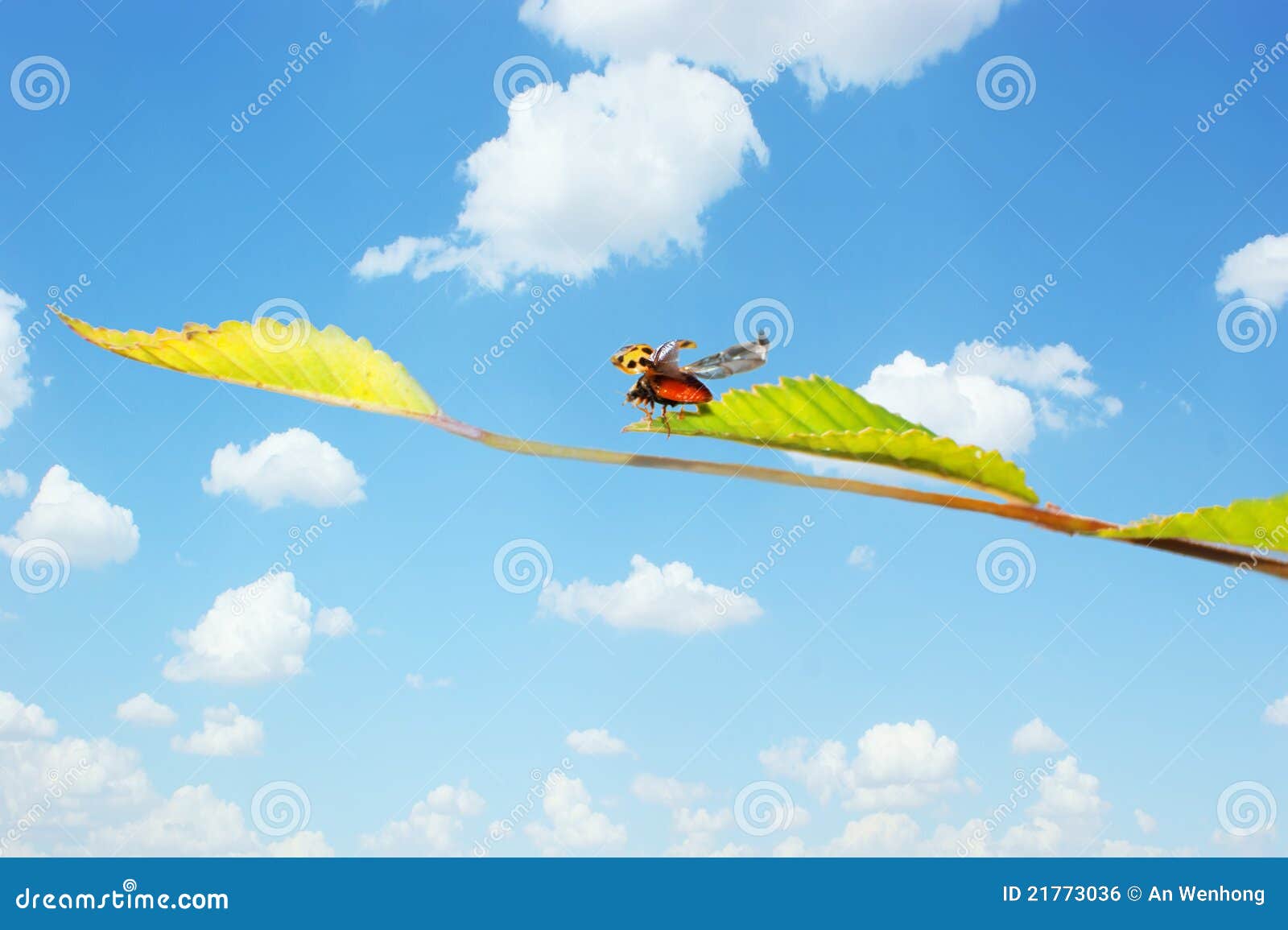Ladybug fly stock photo. Image of color, herbal, flying - 21773036