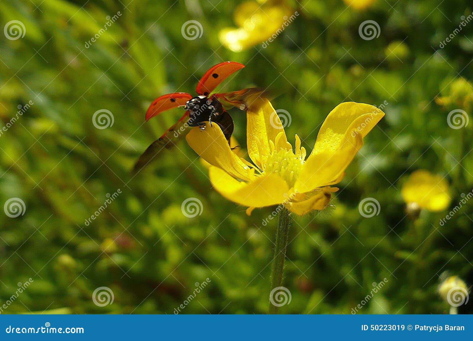 LADYBUG stock image. Image of away, green, ladybug, summer - 50223019