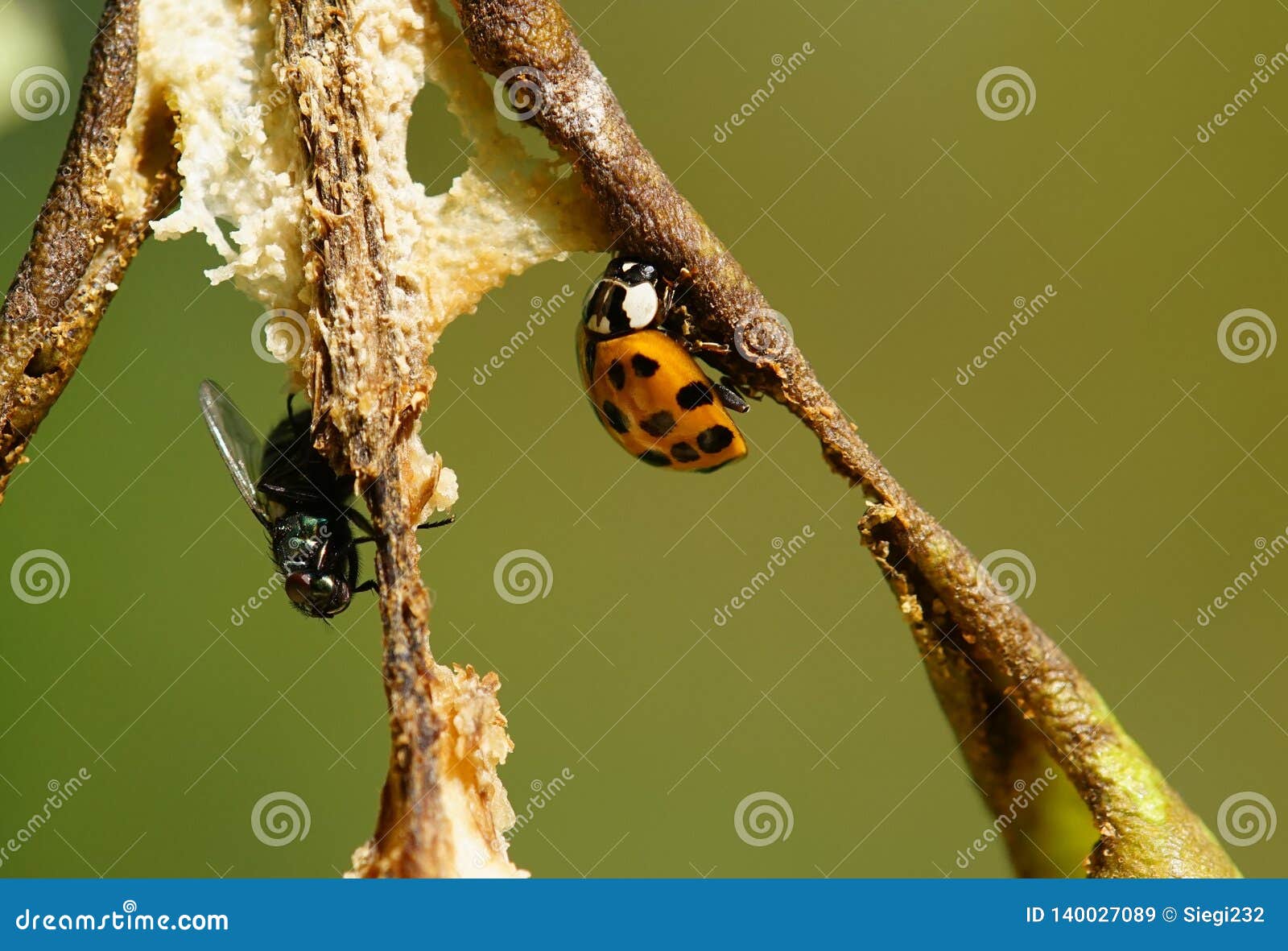 Ladybug and a fly stock image. Image of closeup, harmonia - 140027089