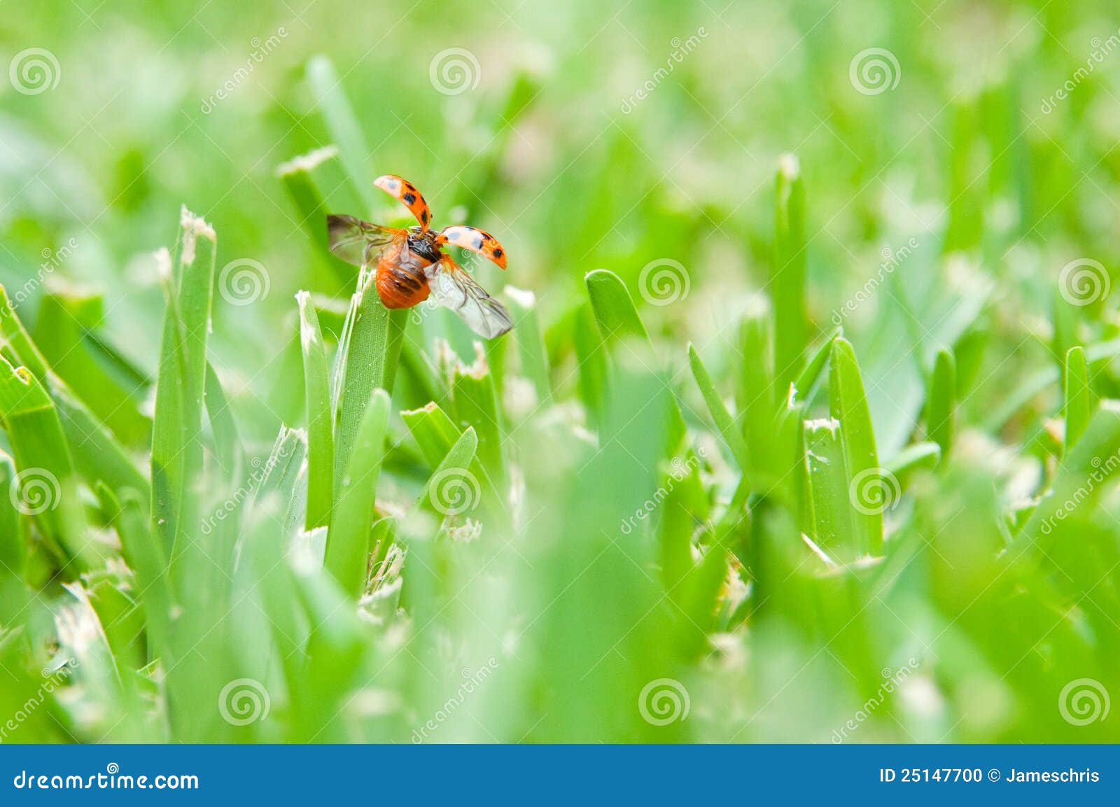 Ladybug flying stock photo. Image of spotted, insect - 25147700