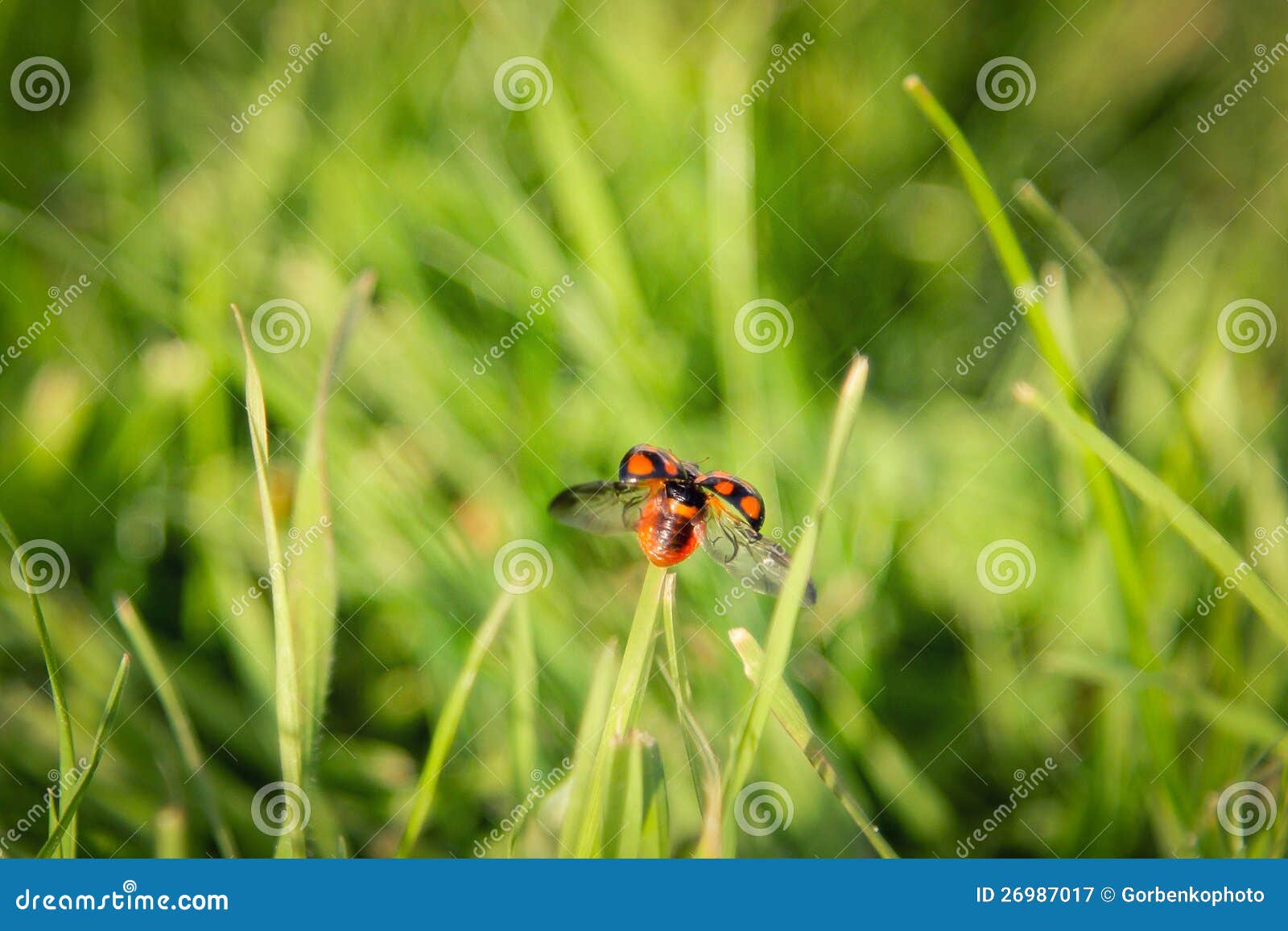 Ladybug flying stock image. Image of hexapod, ladybug - 26987017