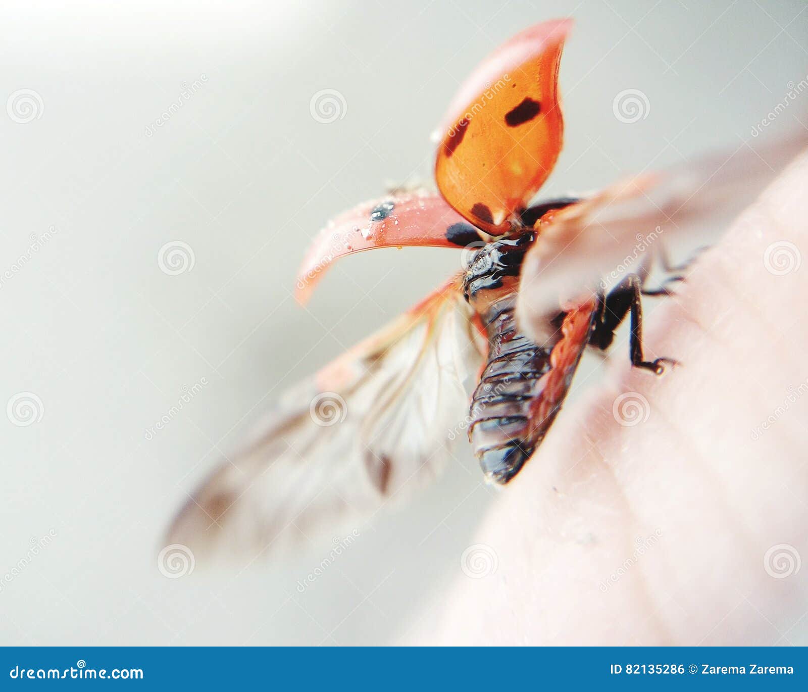 Ladybug stock photo. Image of flying, ladybug, closeup - 82135286