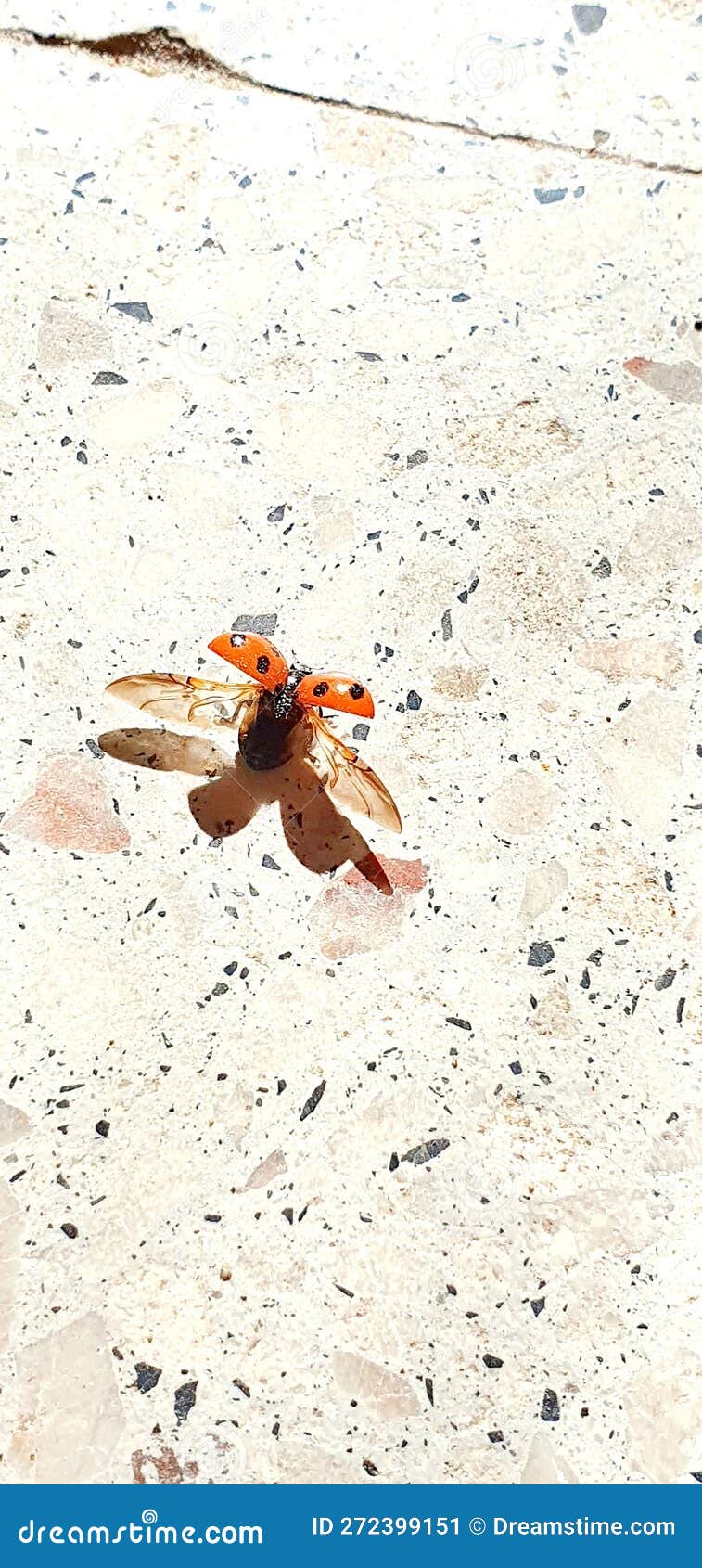 Ladybug flying outside stock image. Image of wing, flower - 272399151