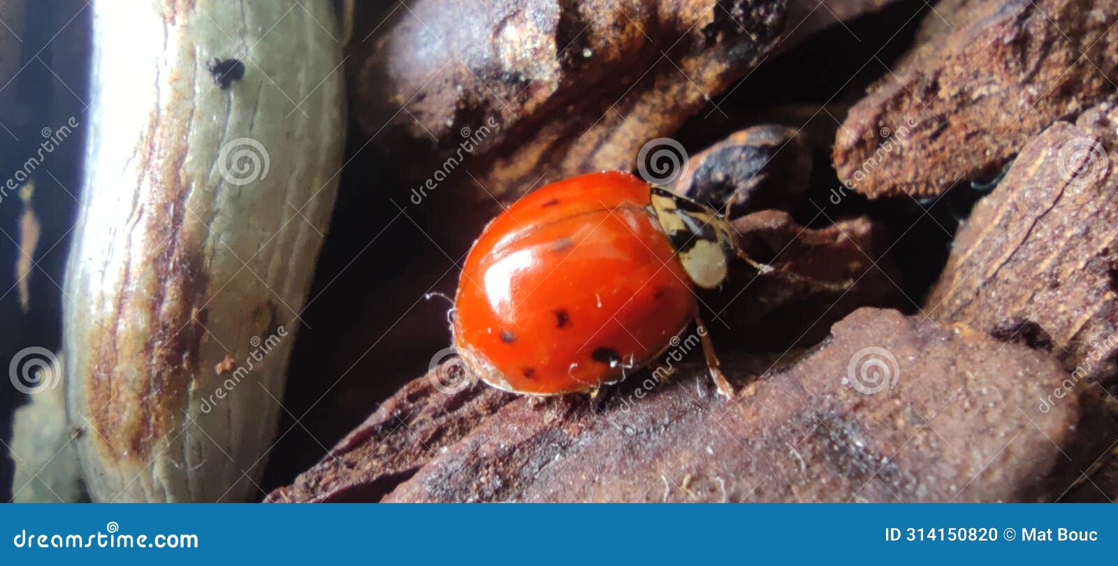 A Ladybug in the Forest at the End of Winter Stock Photo - Image of ...