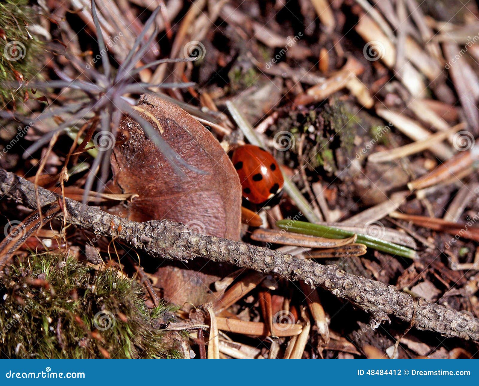 Ladybug stock photo. Image of seed, ladybug, plants, wings - 48484412