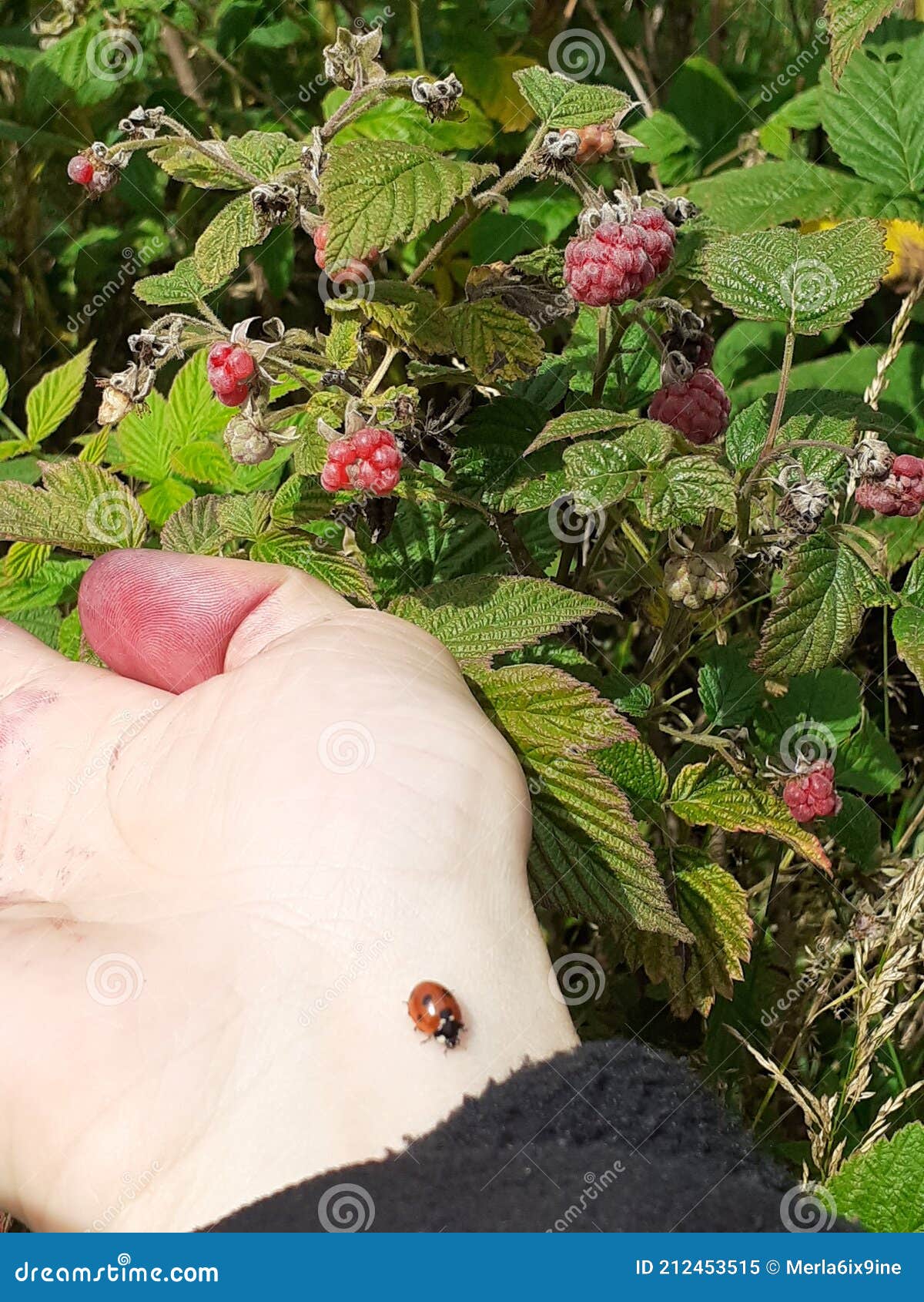 Ladybug in the Forest Fruits Stock Image - Image of animals, insects ...