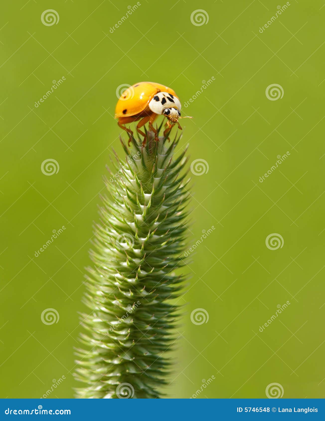 Ladybug on foxtail stock photo. Image of green, insect - 5746548