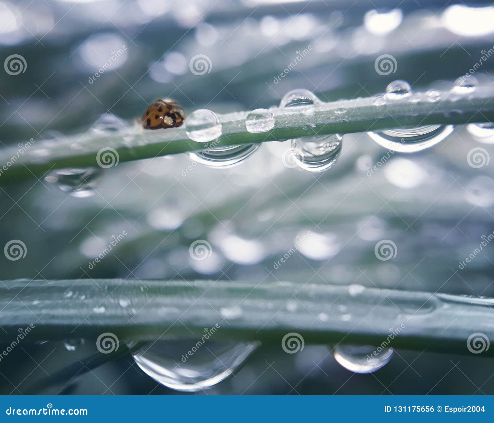Ladybug on Fresh Grass Covered with Dew Drops Stock Photo - Image of ...