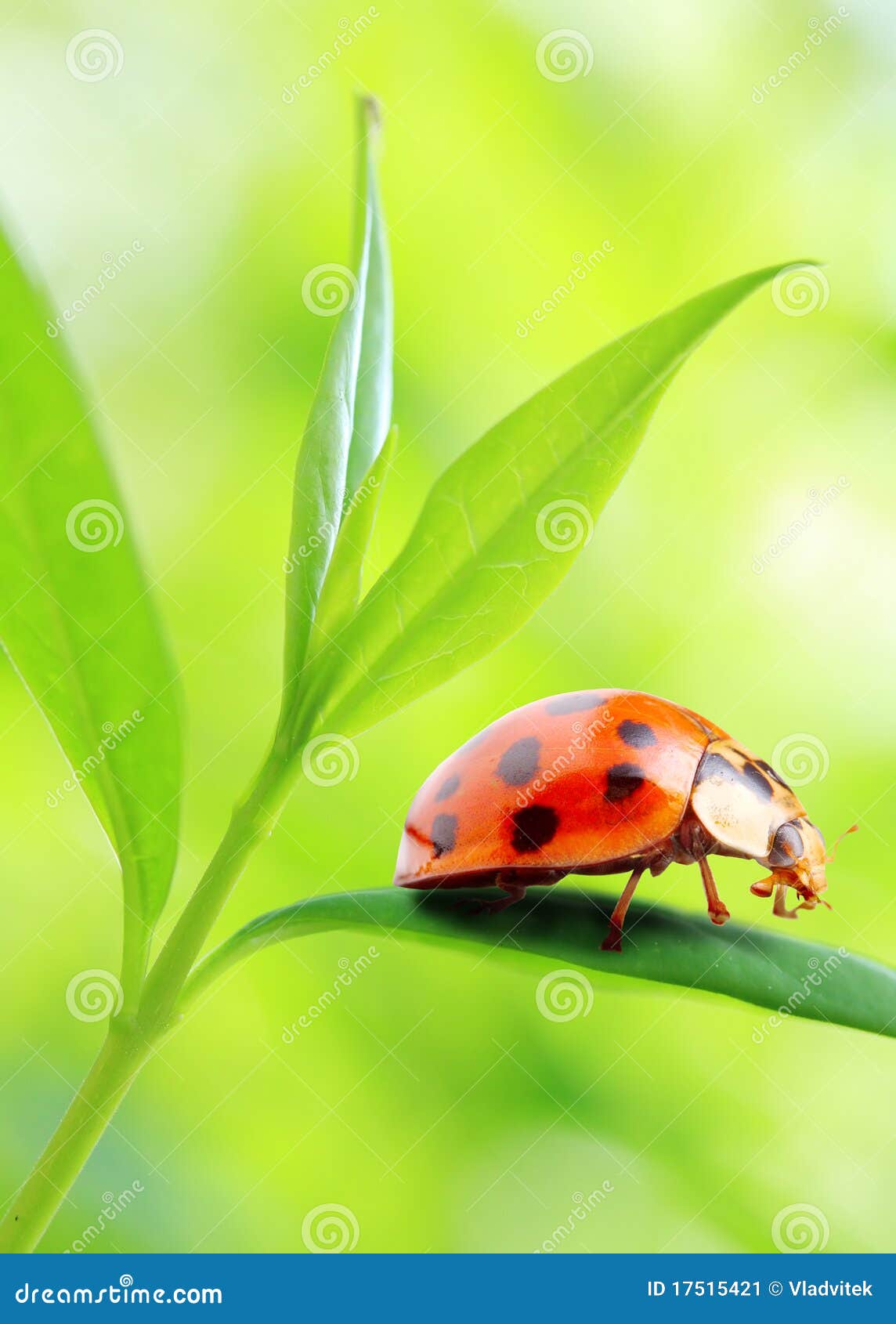 Ladybug on Fresh Green Leaf. Stock Image - Image of leaf, grassland ...