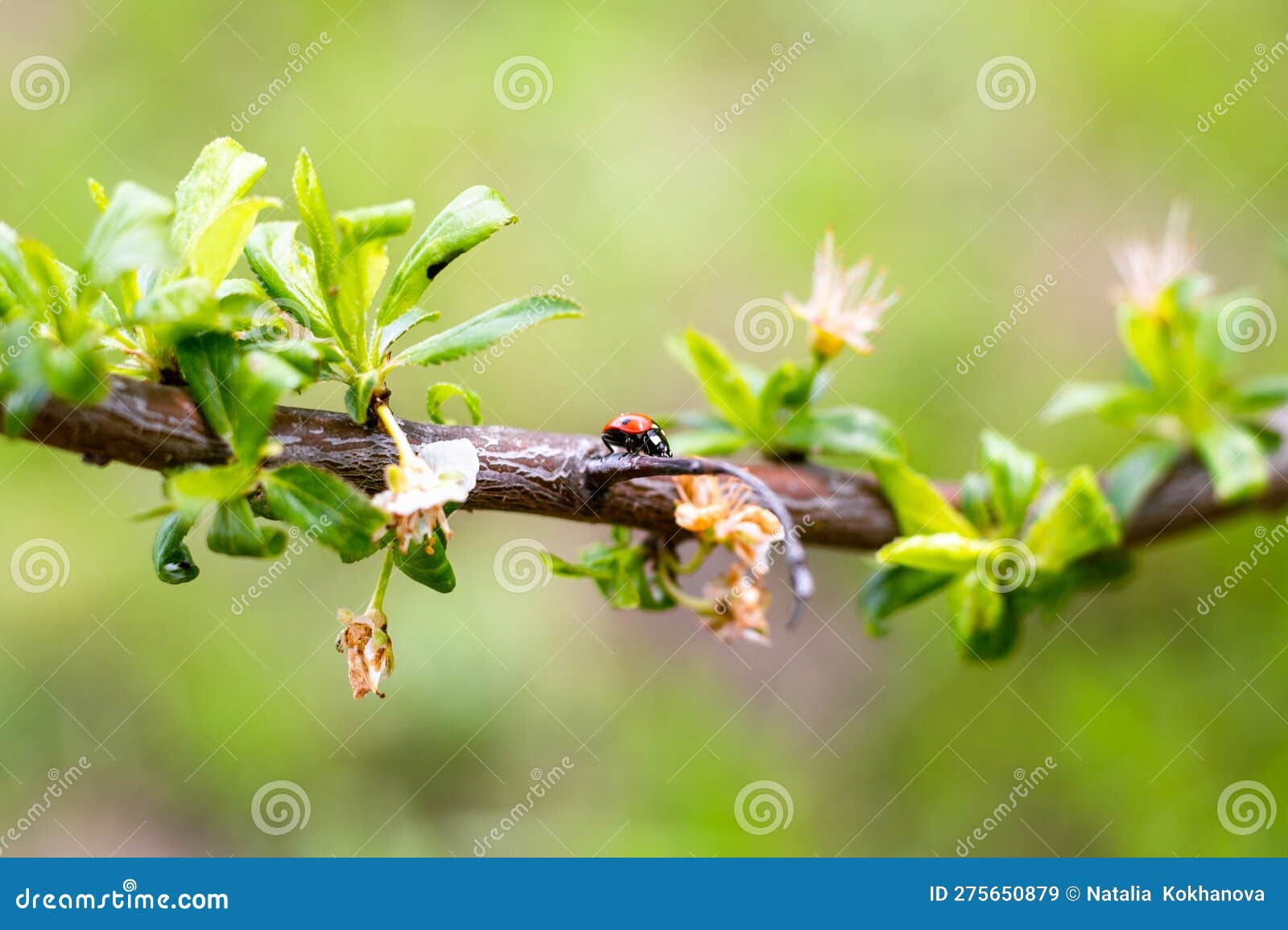 Ladybug on a Fruit Tree Branch, Selective Focus. Beneficial Insects in ...