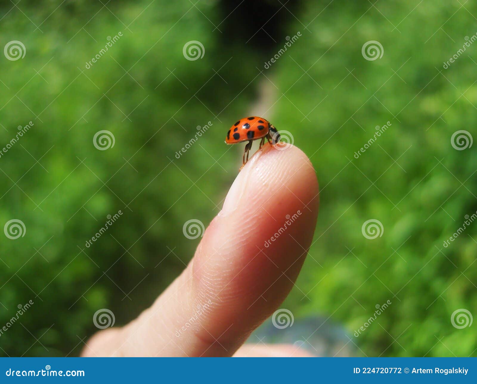 Ladybug in a funny pose stock photo. Image of fight - 224720772