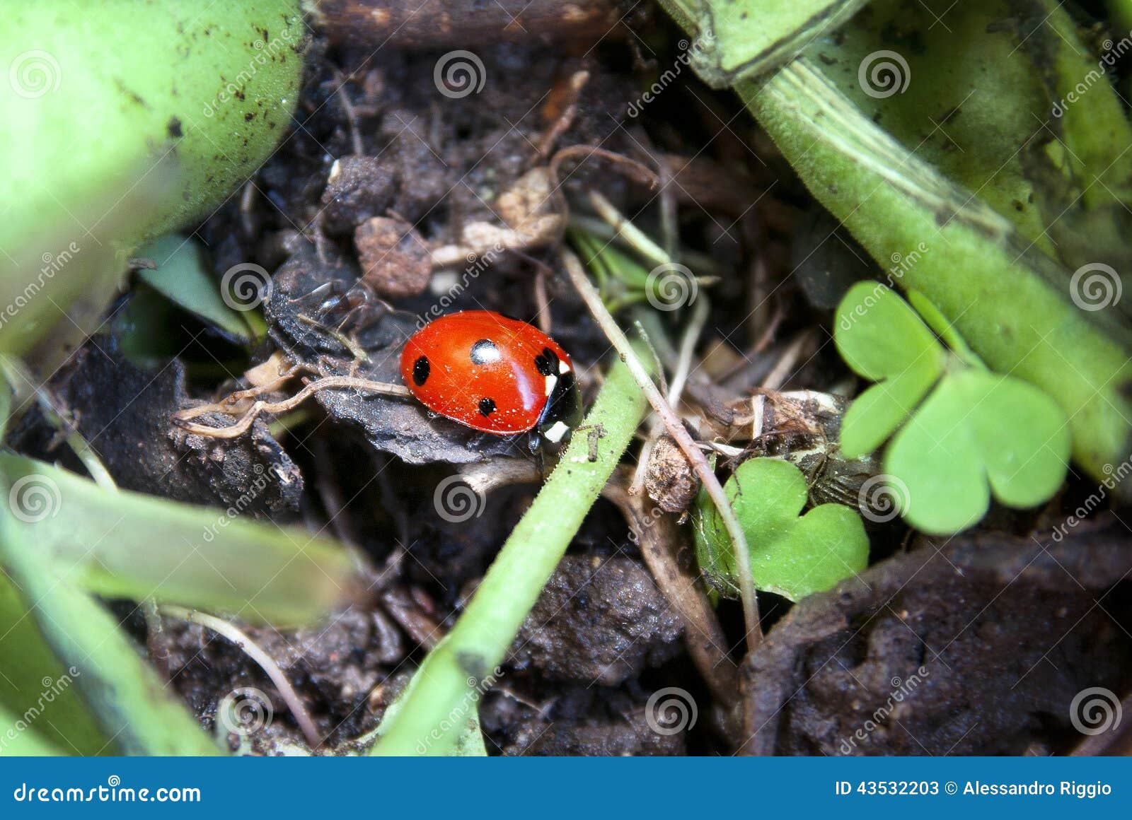 Ladybug in the garden stock image. Image of background - 43532203
