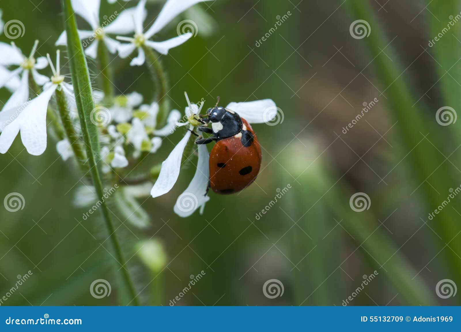 Ladybug in garden stock image. Image of stem, bloom, insect - 55132709