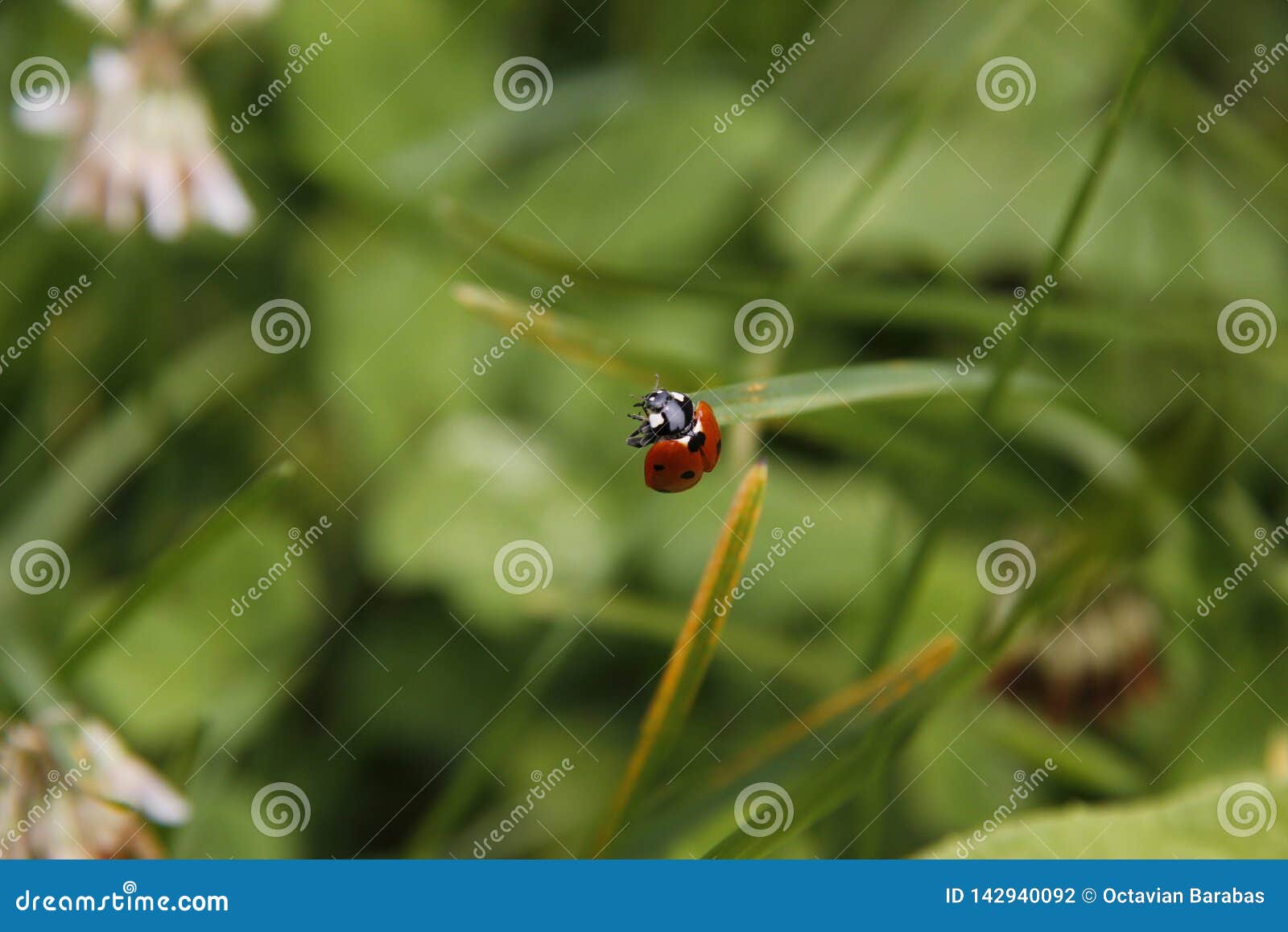 Ladybug in a Garden in Summer Ready To Fly Stock Photo - Image of ...
