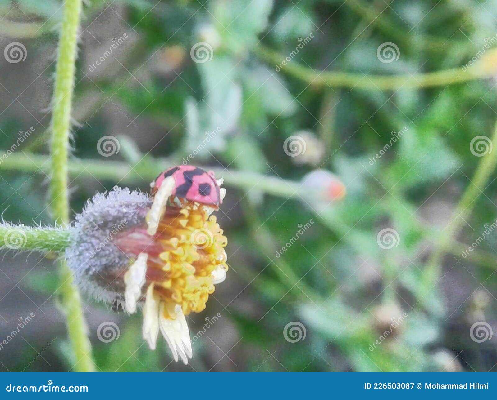 Ladybug on Gletang Flower or Tridax Procumbens Resting in the Morning ...