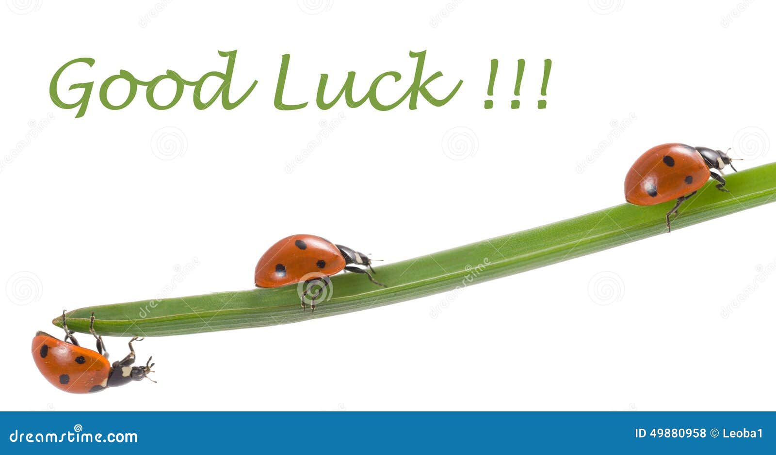 Ladybug good luck charm stock photo. Image of warmly - 49880958