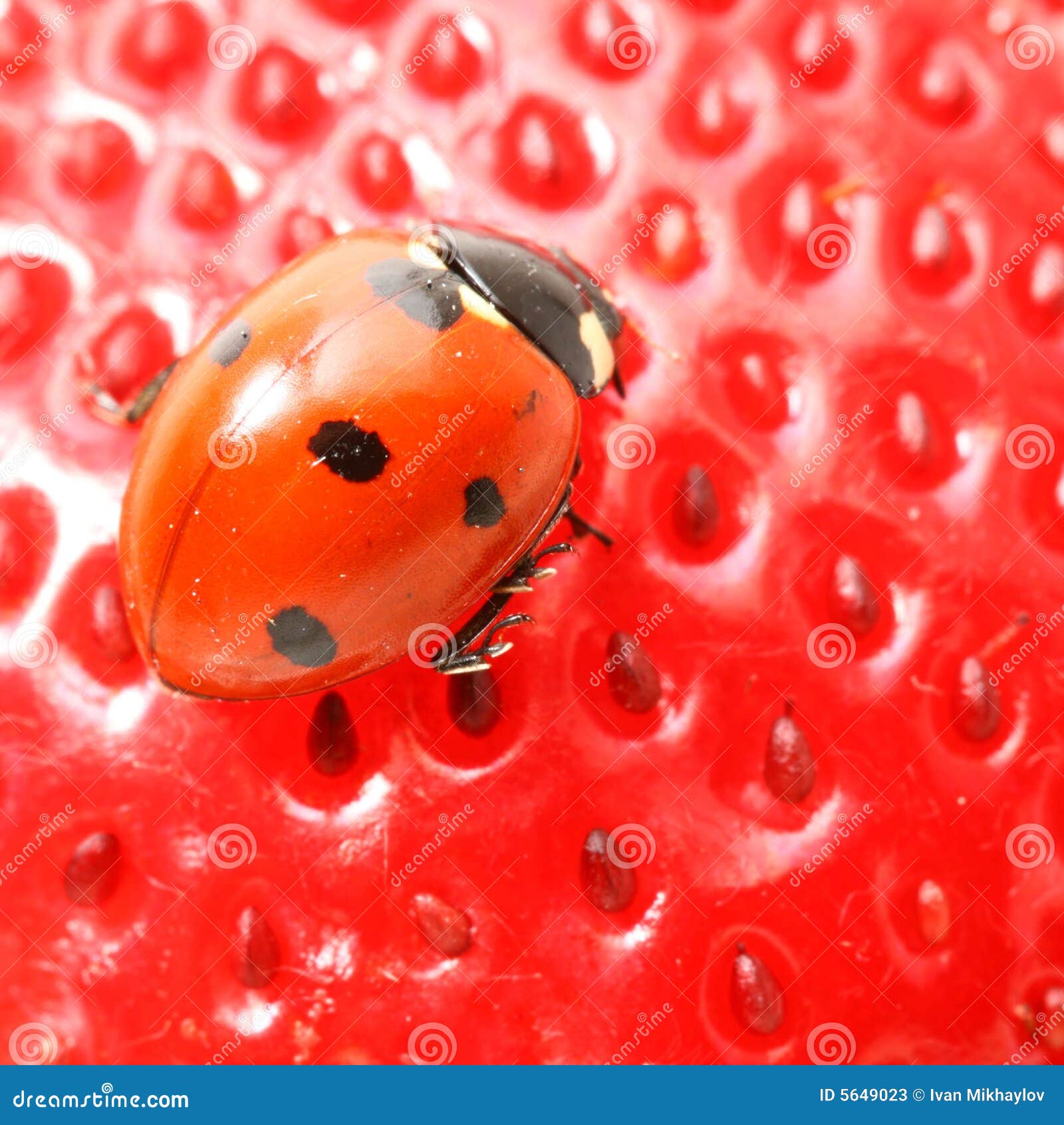 Ladybug gourmet stock image. Image of flora, food, garden - 5649023