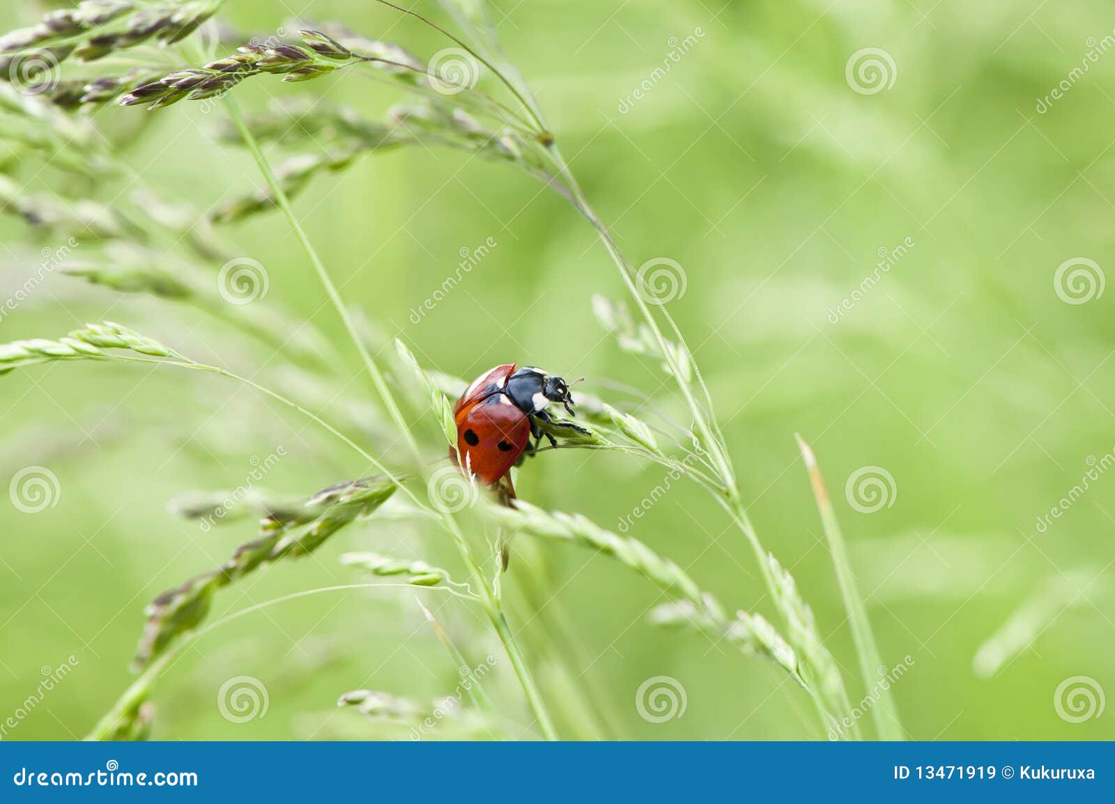 Ladybug on Grass stock image. Image of bright, ladybug - 13471919