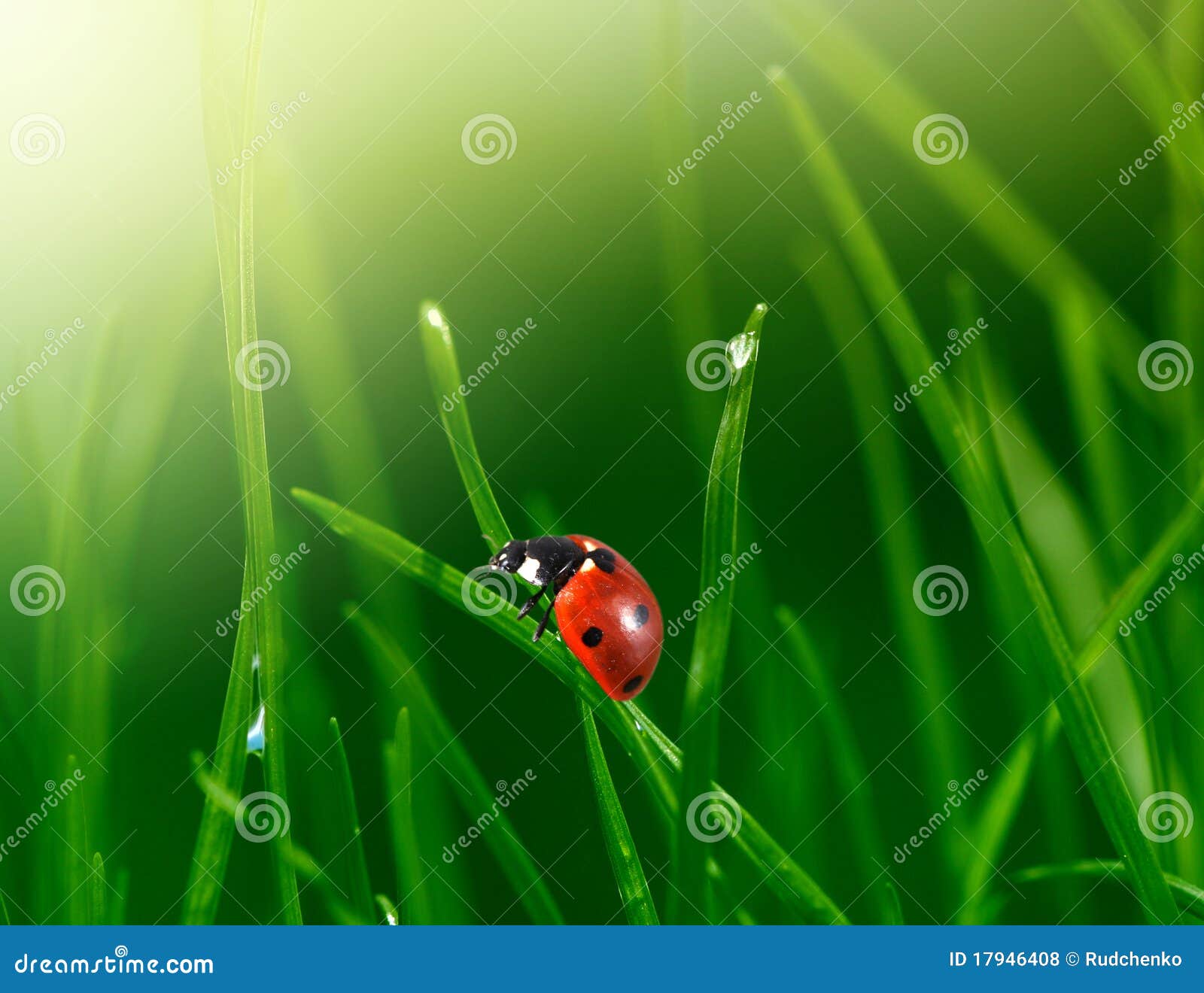 Ladybug in grass stock photo. Image of macro, abstract - 17946408