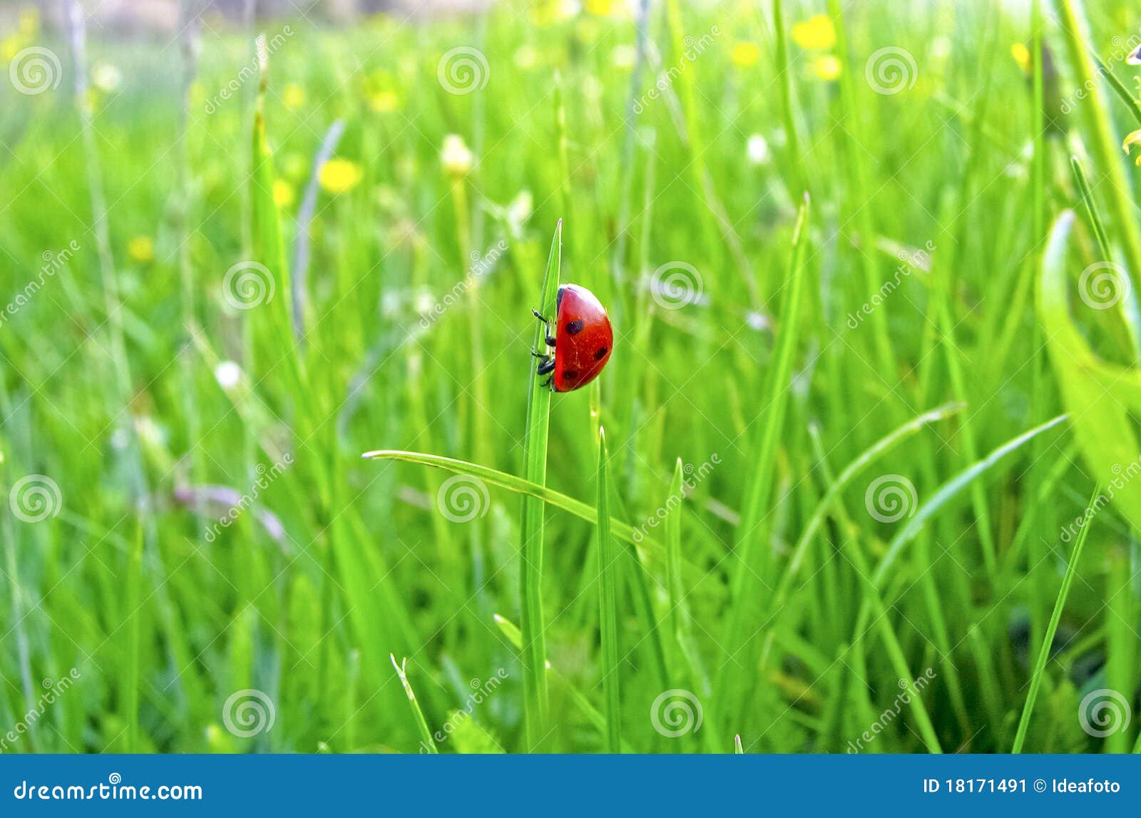 Ladybug on grass stock image. Image of close, flowering - 18171491