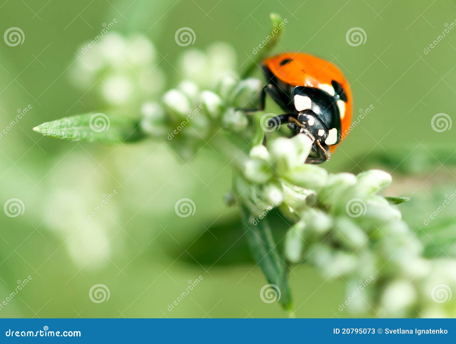 Ladybug in the grass stock image. Image of closeup, plant - 20795073