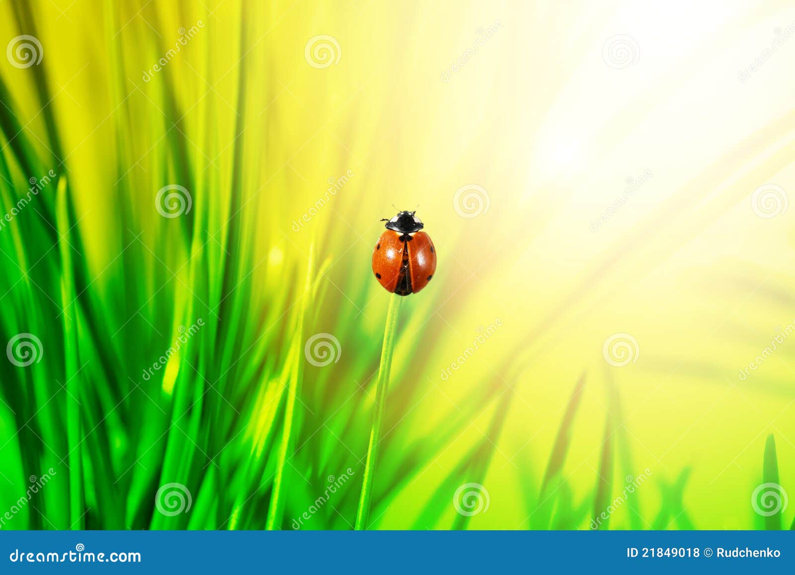 Ladybug in grass stock photo. Image of background, sunny - 21849018
