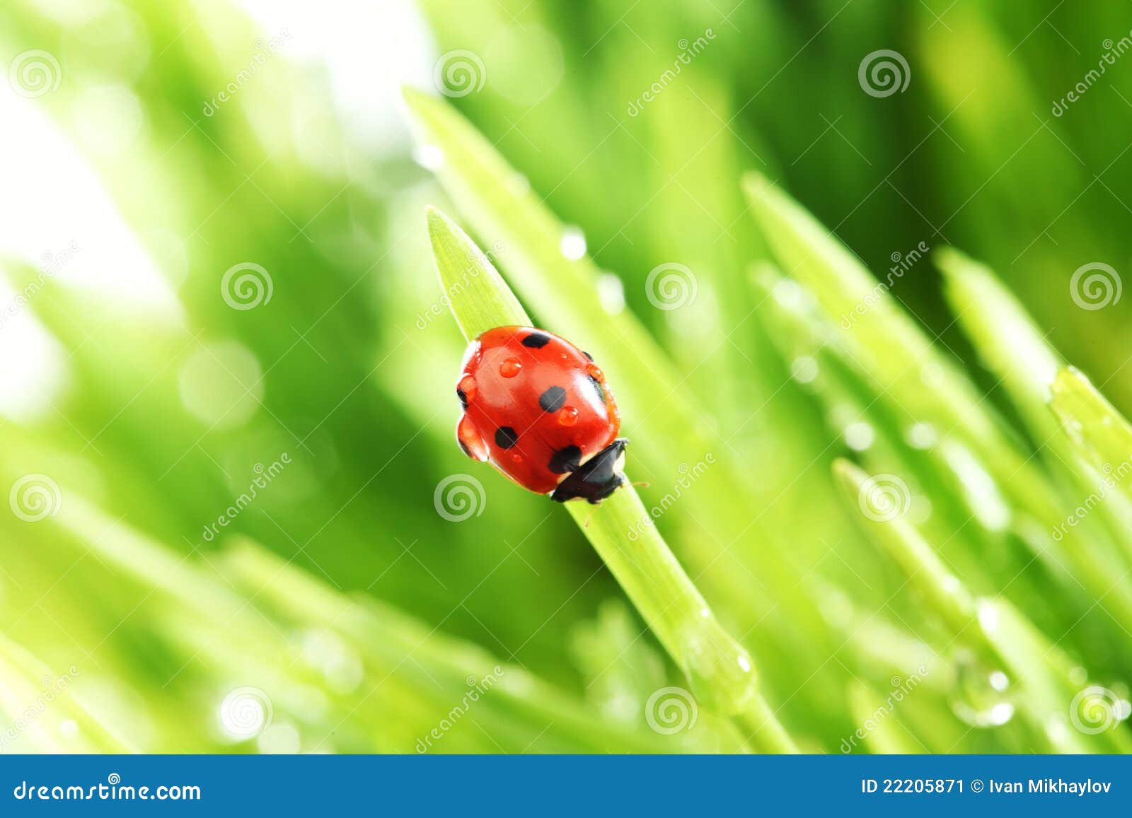 Ladybug on grass stock image. Image of life, leaf, freshness - 22205871