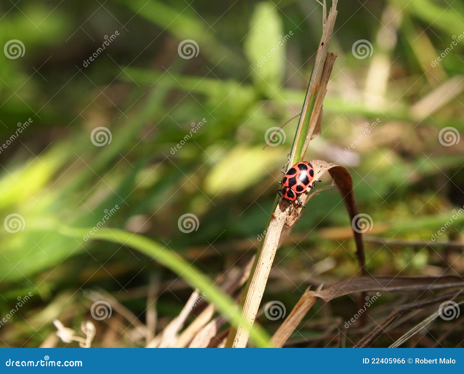 Ladybug on grass stock photo. Image of nature, detail - 22405966