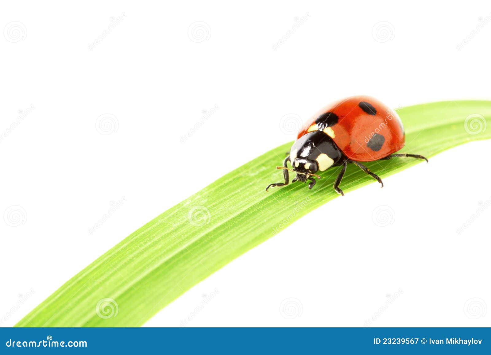 Ladybug on grass stock image. Image of blurred, black - 23239567
