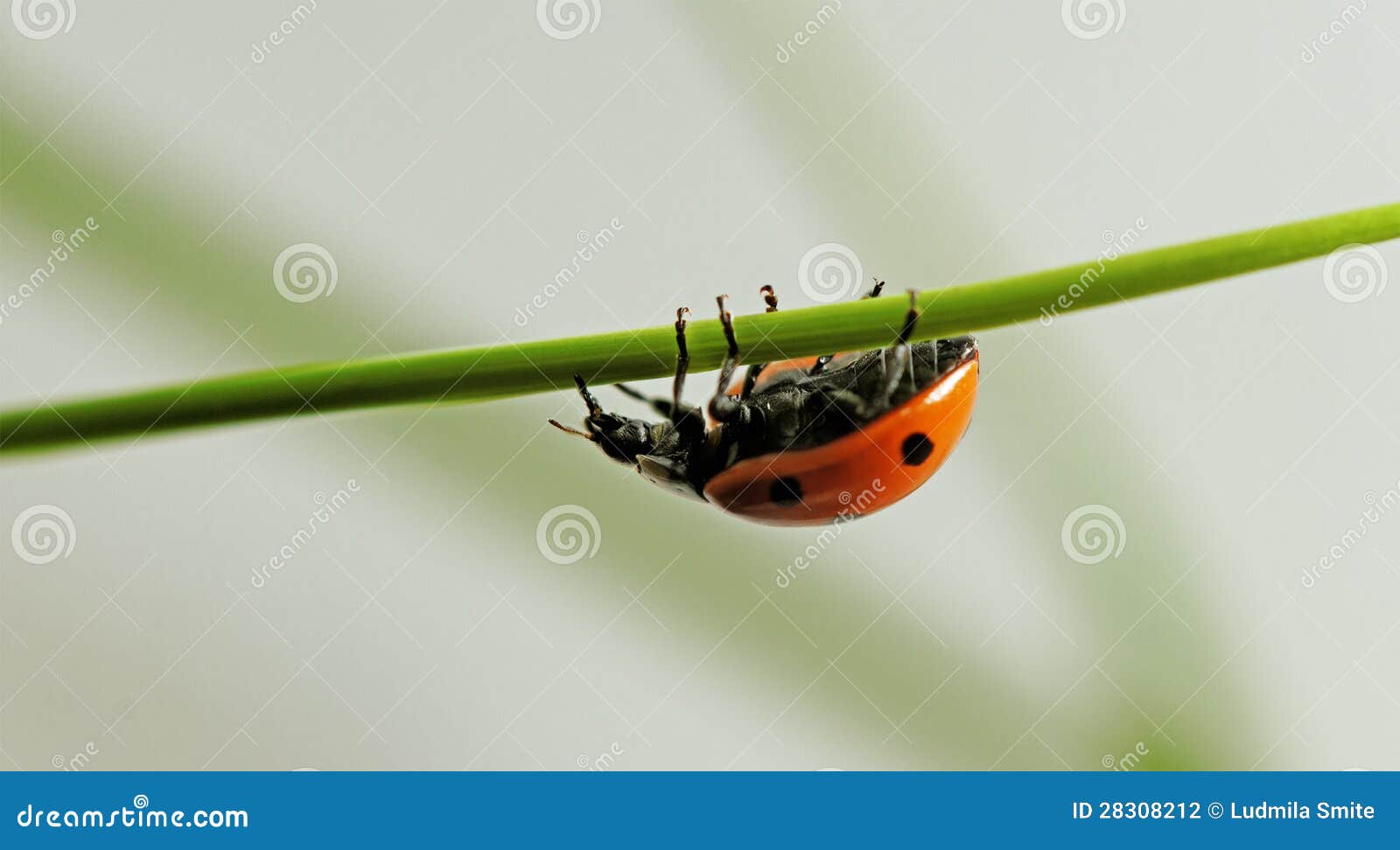 Ladybug on the grass. stock photo. Image of life, green - 28308212