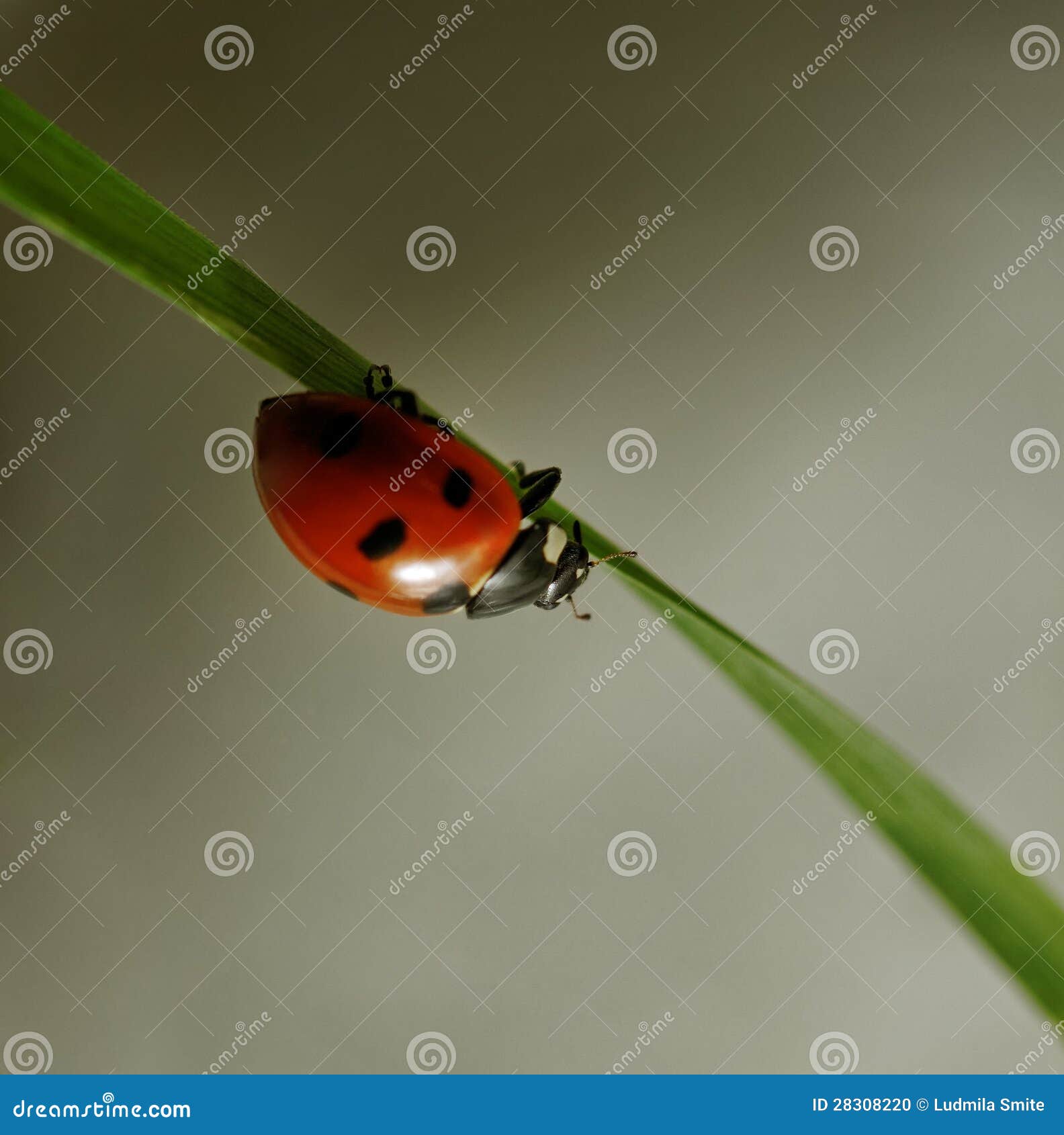 Ladybug on the grass. stock photo. Image of closeup, dots - 28308220