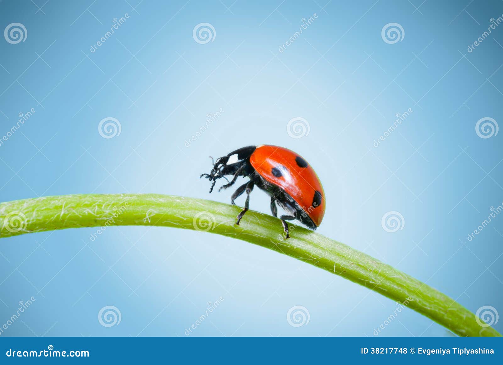 Ladybug on grass stock photo. Image of ecology, foliage - 38217748