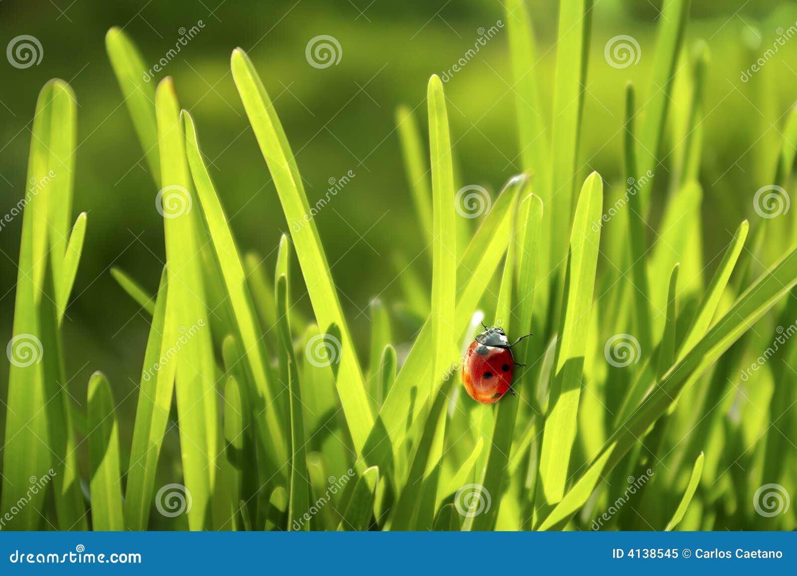 Ladybug in Grass stock image. Image of warm, light, element - 4138545