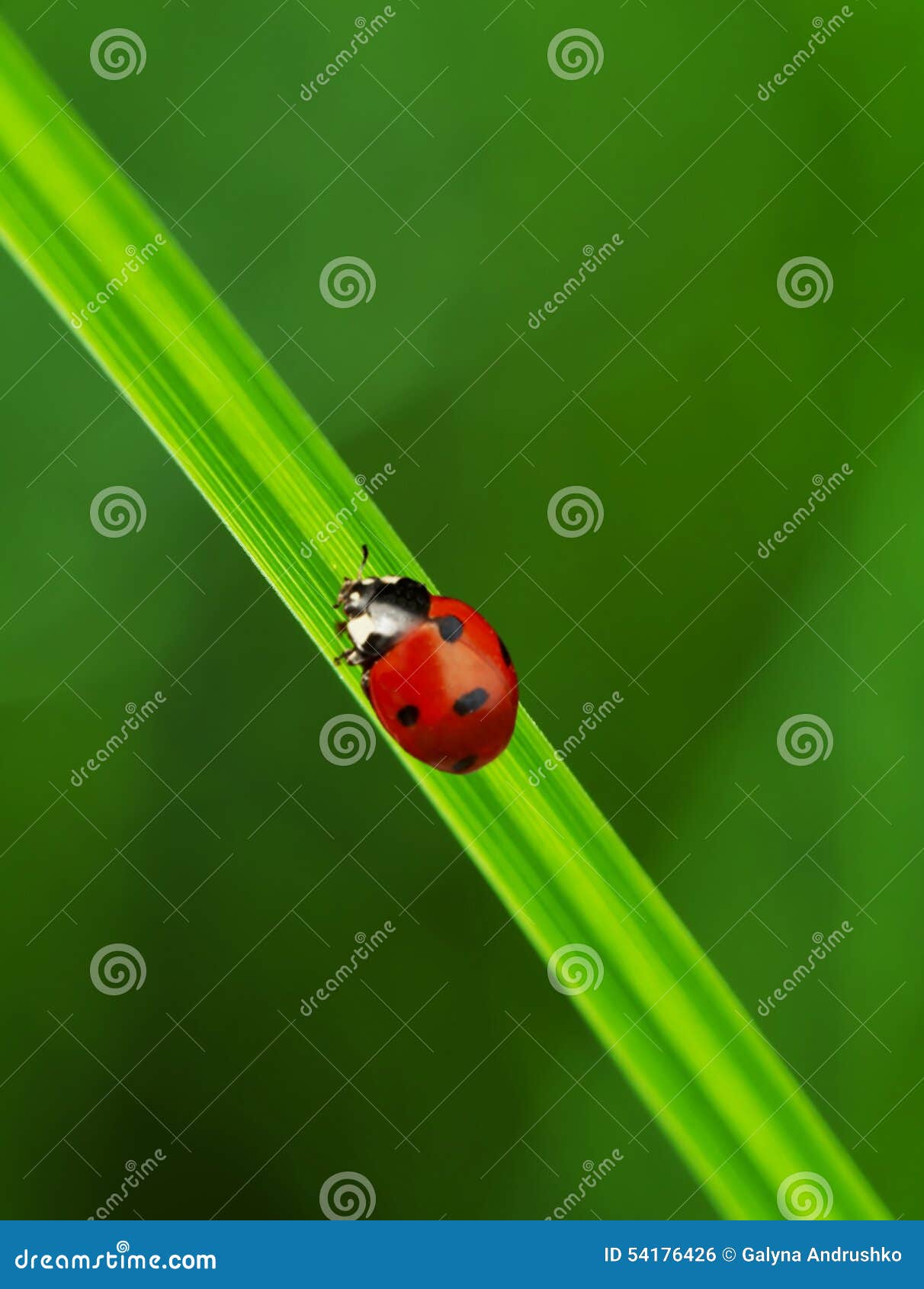 Ladybug in grass stock photo. Image of animal, ladybird - 54176426